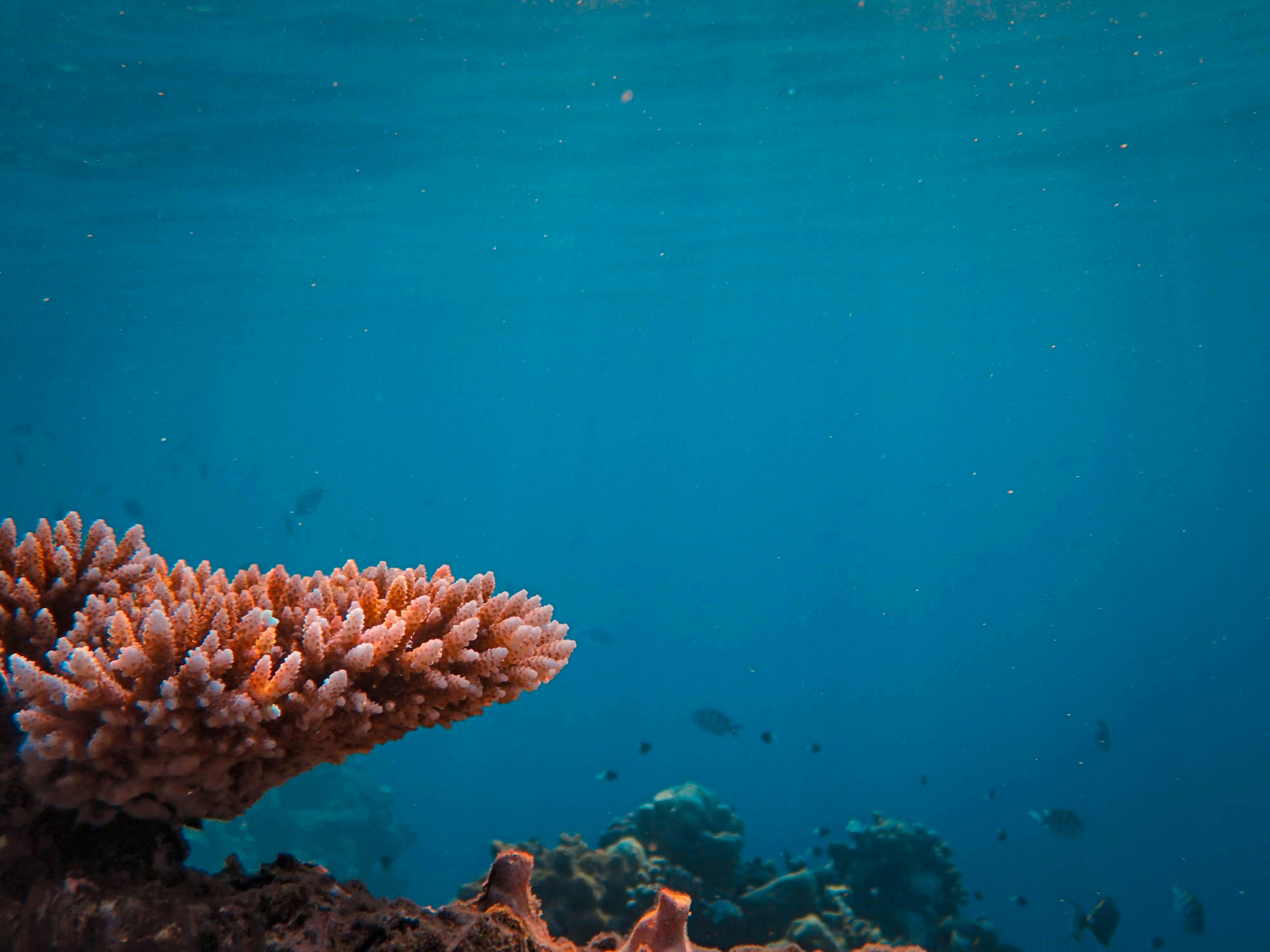Foto Un arrecife de coral bajo el agua – Imagen gratis en Unsplash