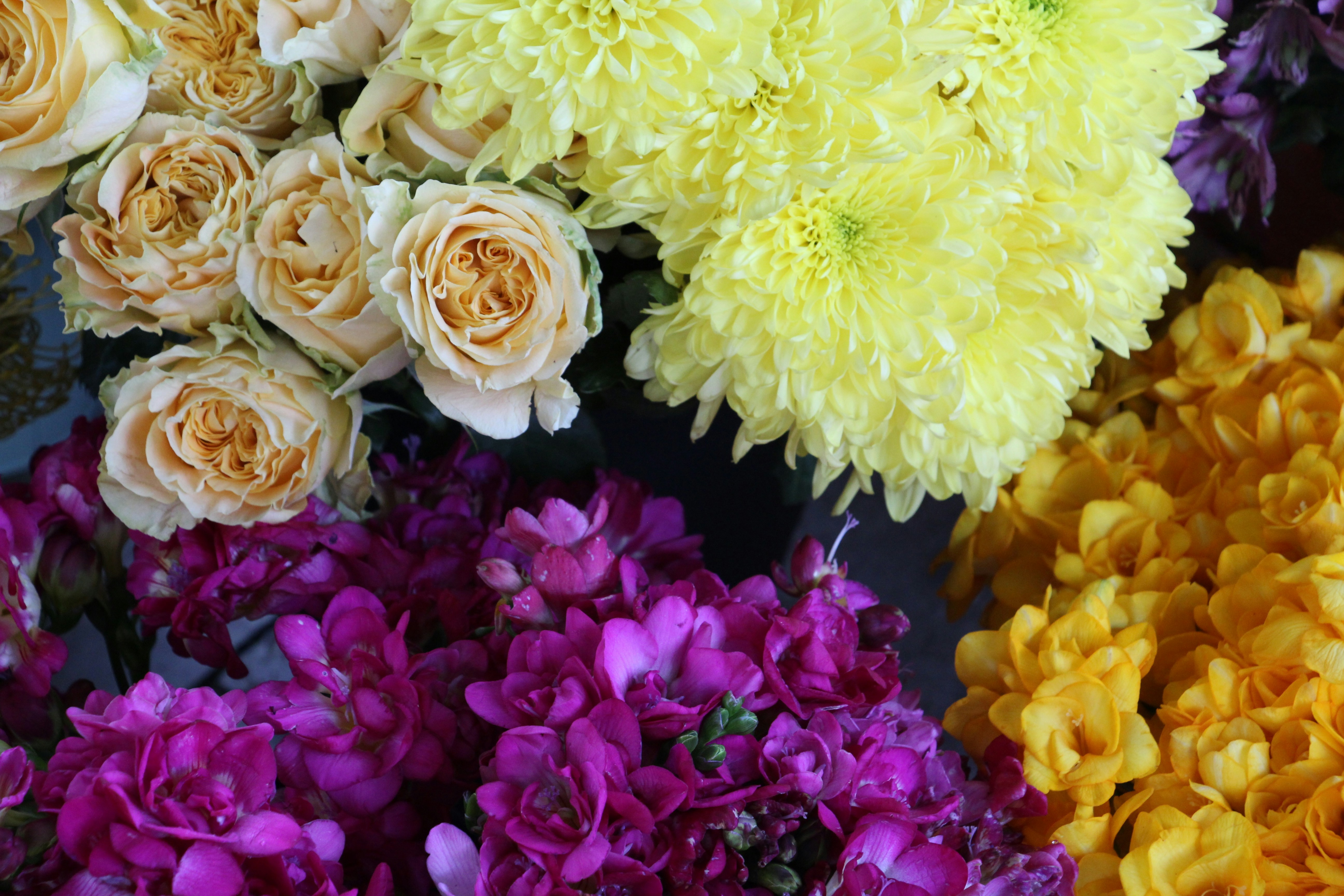 A group of flowers photo – Free İstanbul Image on Unsplash