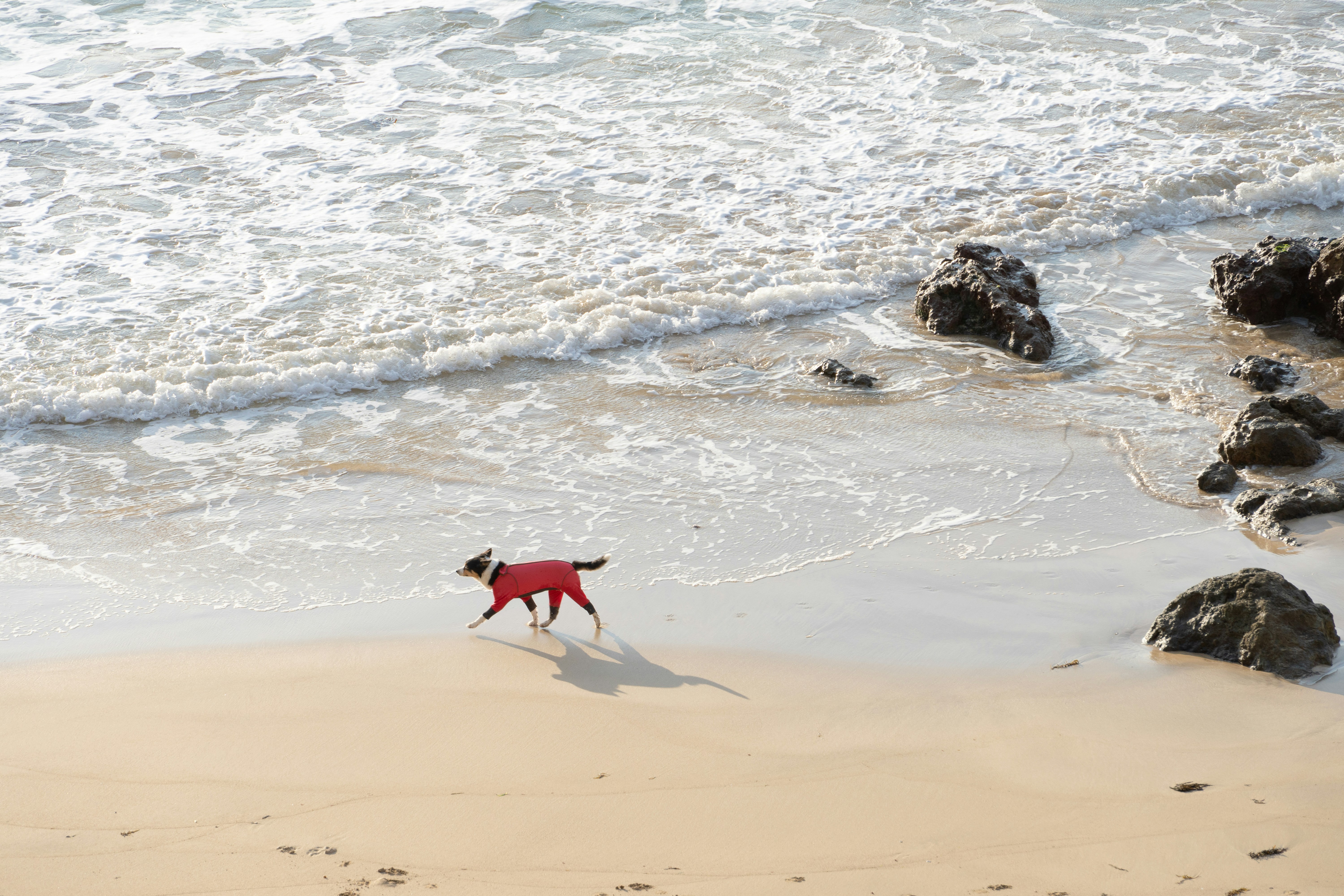 Dog wearing a red coat walking along the sandy beach, with waves gently lapping at the shore and rocks scattered in the background.