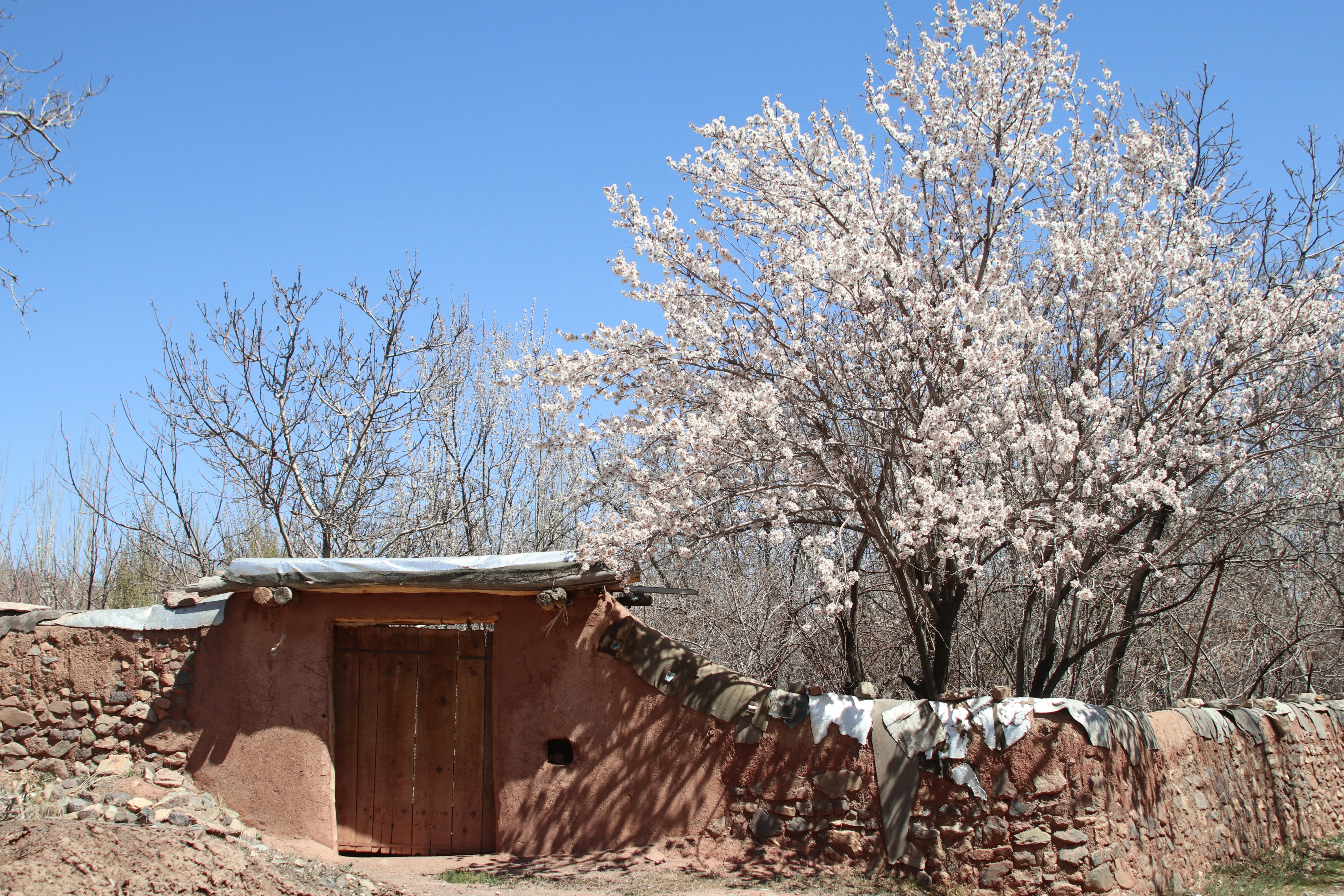 Doorway in a sun-drenched earthen wall beneath a blossom-brushed tree