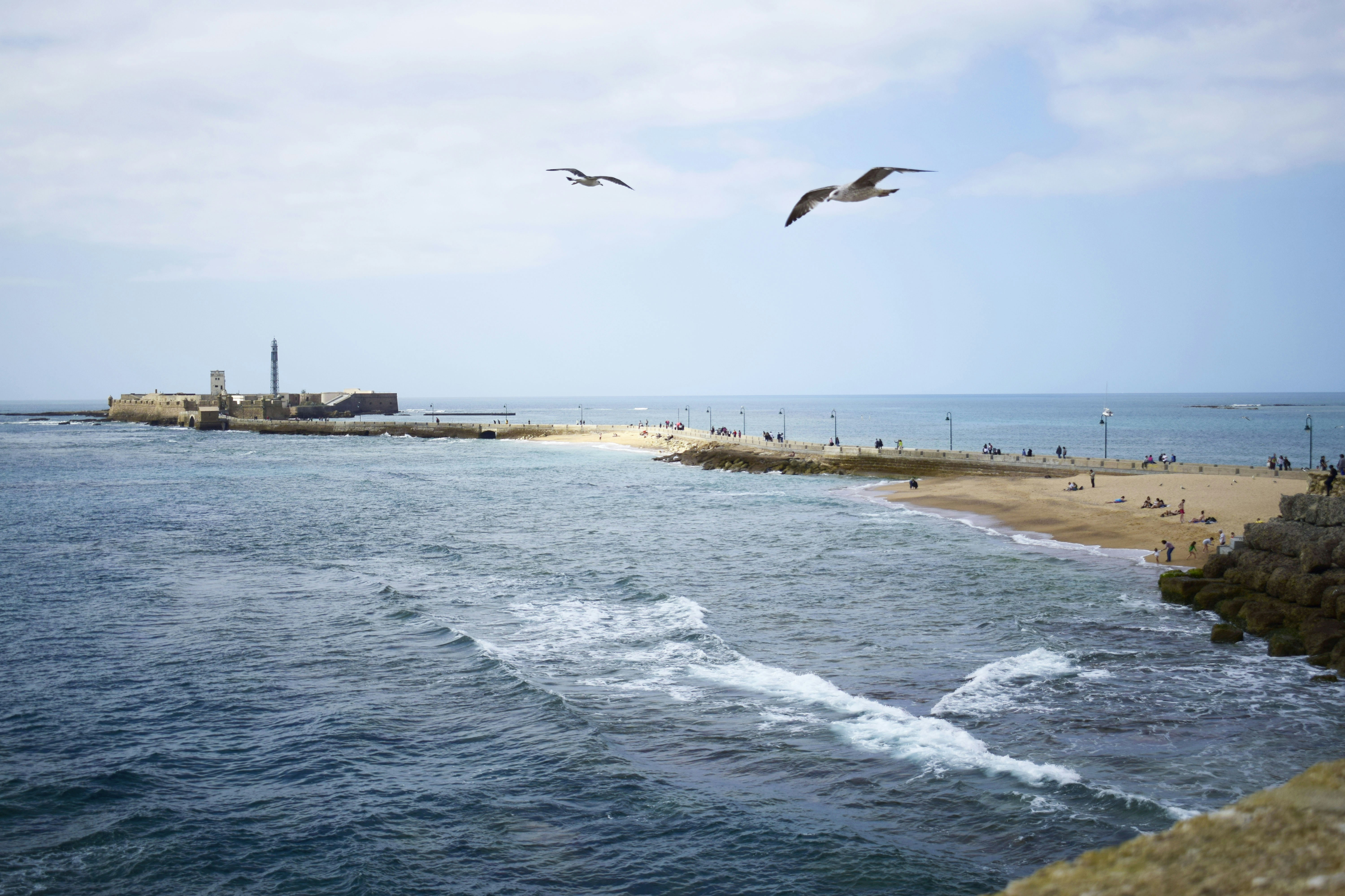 Oiseaux survolant une plage photo – Photo Oiseau Gratuite sur Unsplash