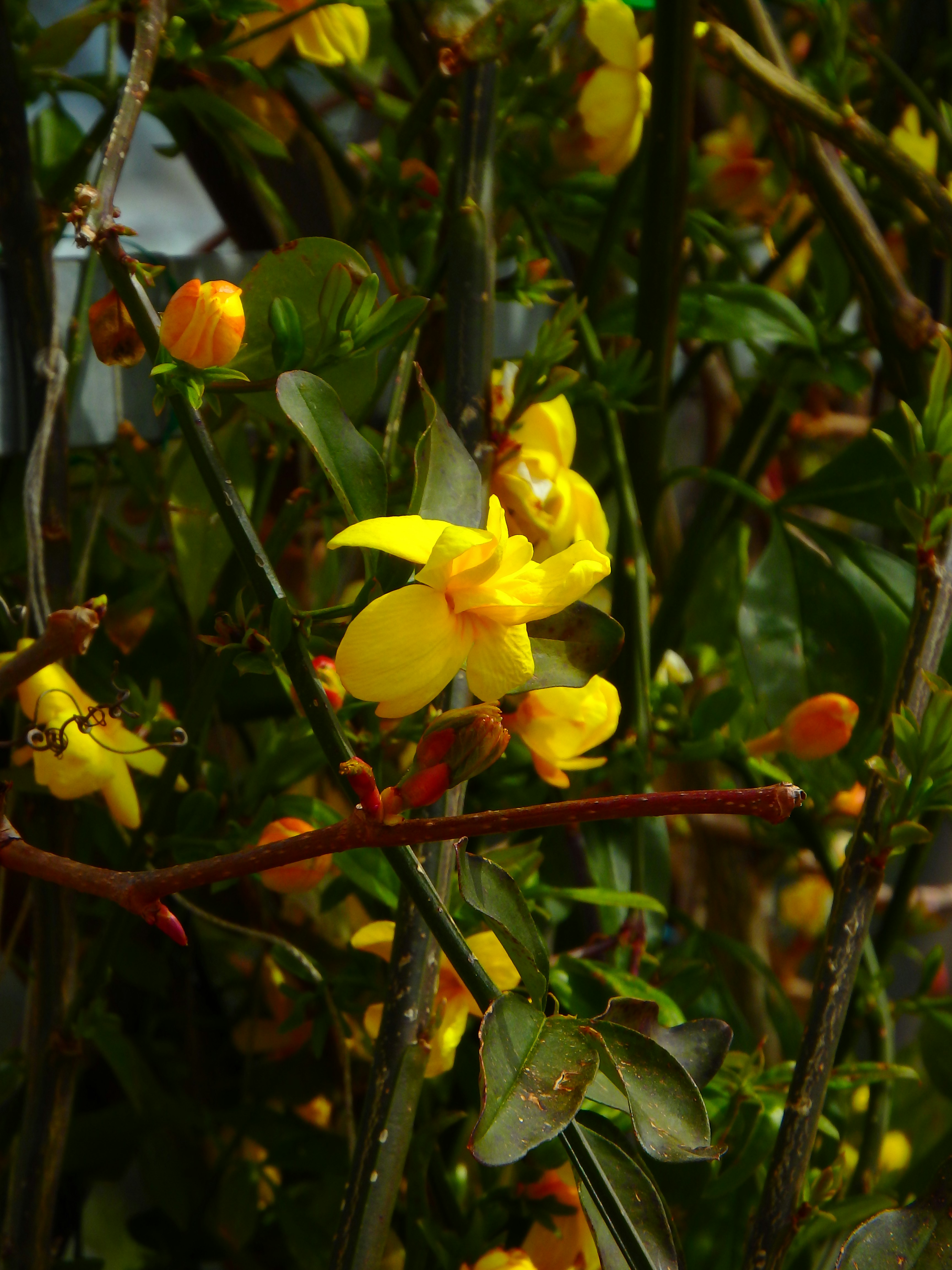 Close-up photograph showing a bright yellow blossom surrounded by dense green foliage and brown stems, with the central flower serving as the focal point.
