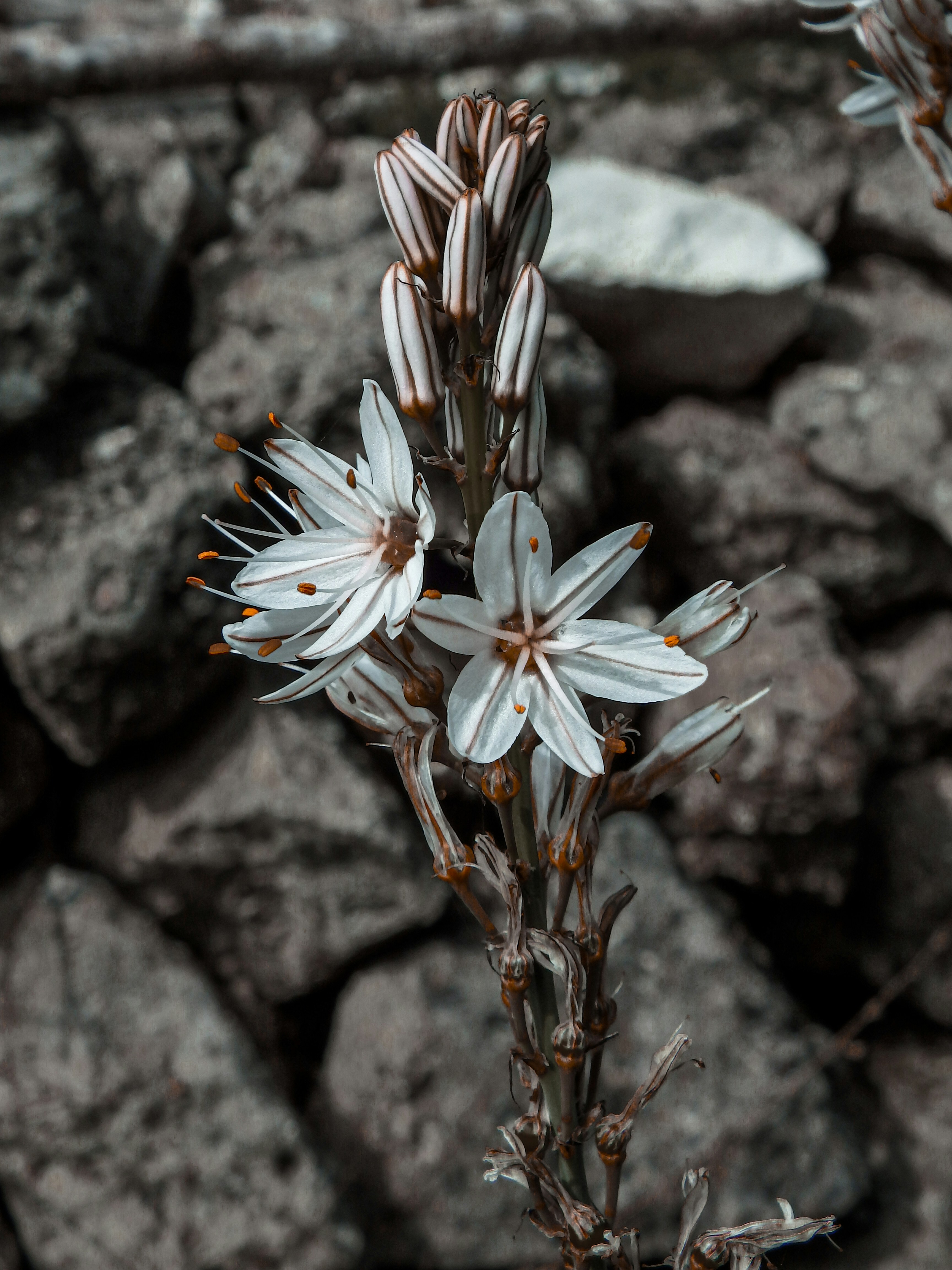 Silent Orchid in Stone: A Close-Up of White Flora Rising Amid Rough Texture