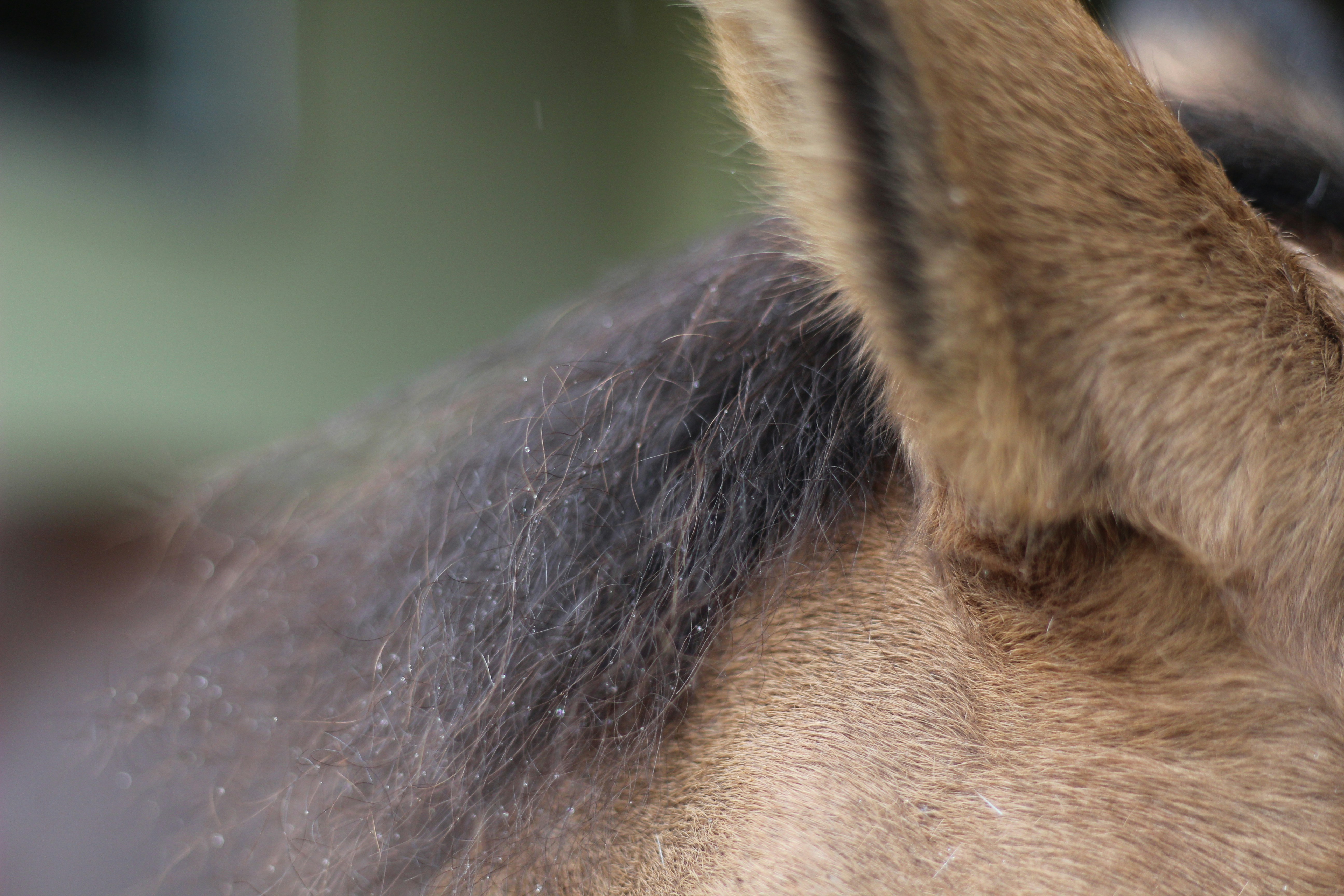 Edge of the Whispering Mane: Close-Up on a Horse's Ear and Fur in Soft Focus