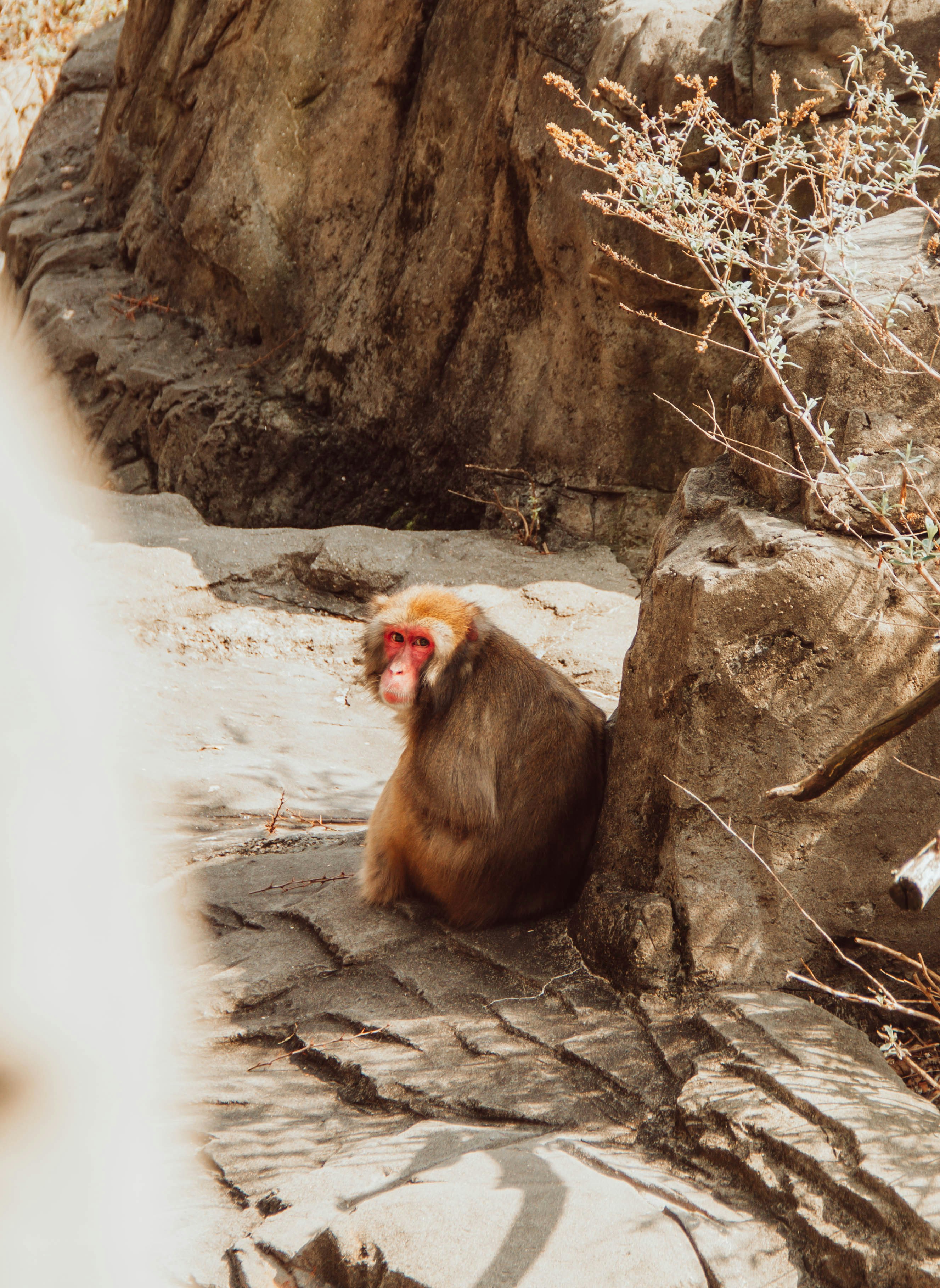 Golden-faced macaque among rocky alcoves