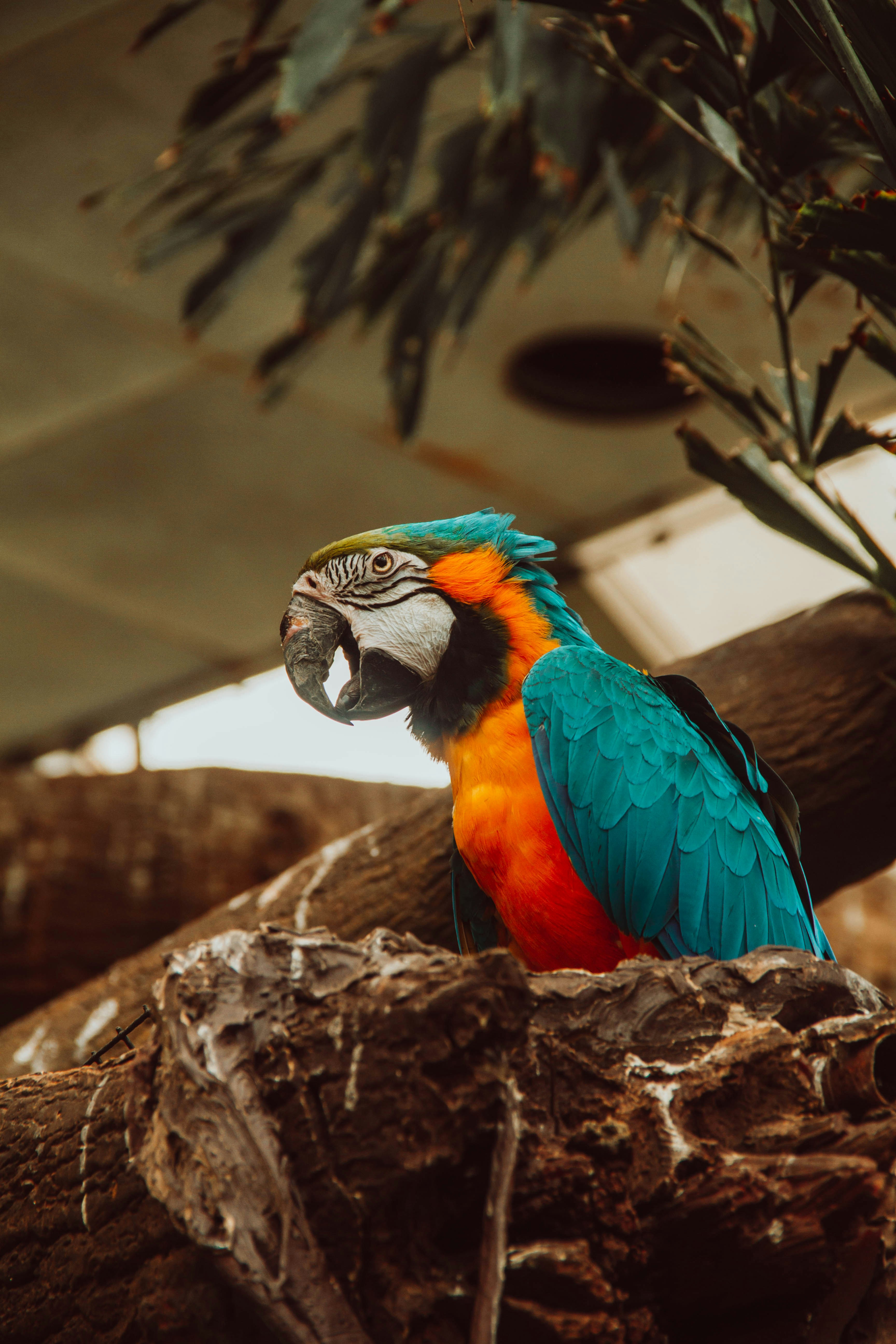 Cyan Ember Monarch: A Macaw Commands the Sunlit Branch