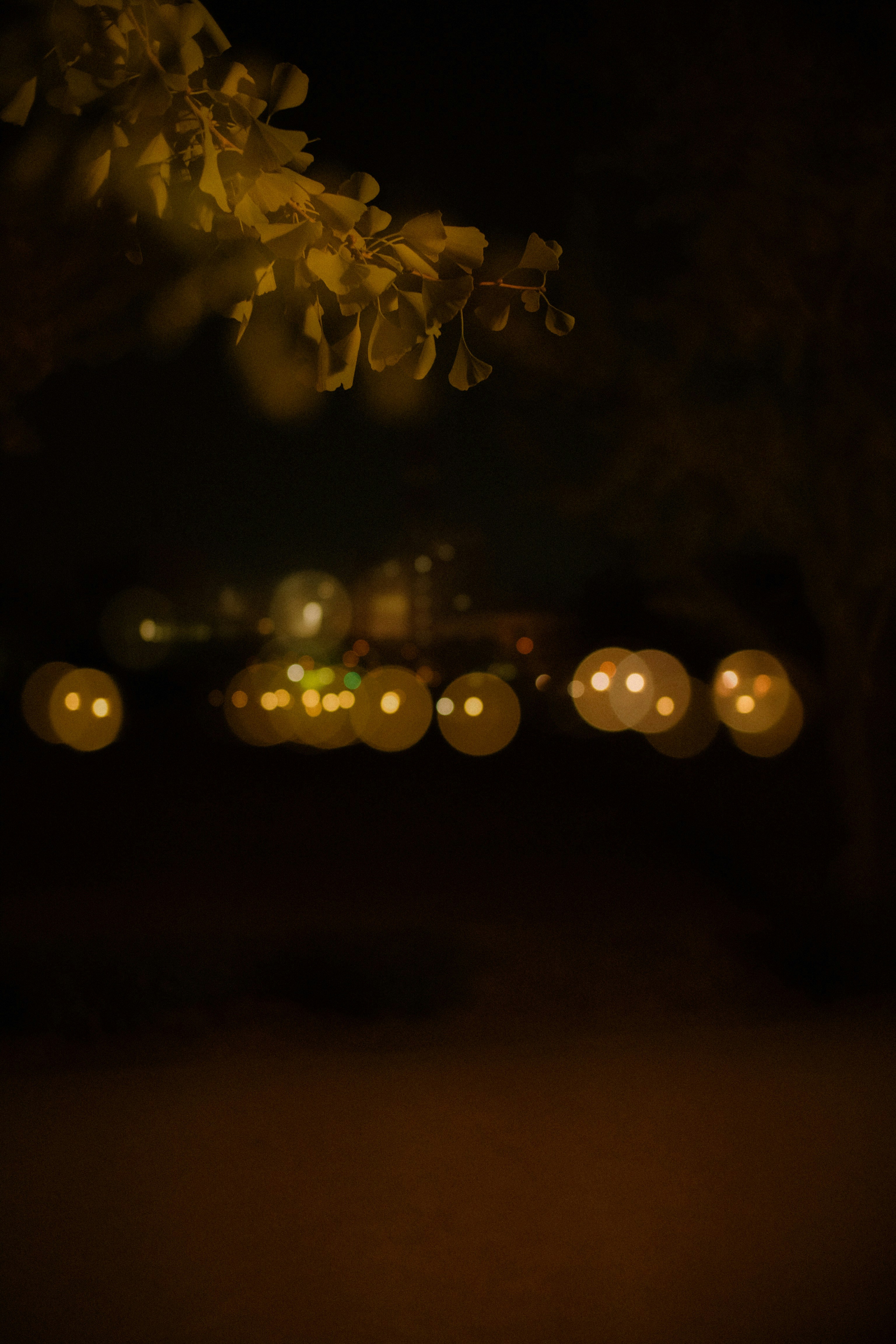 Bokeh Night: Leaves Framing a Distant City Glow