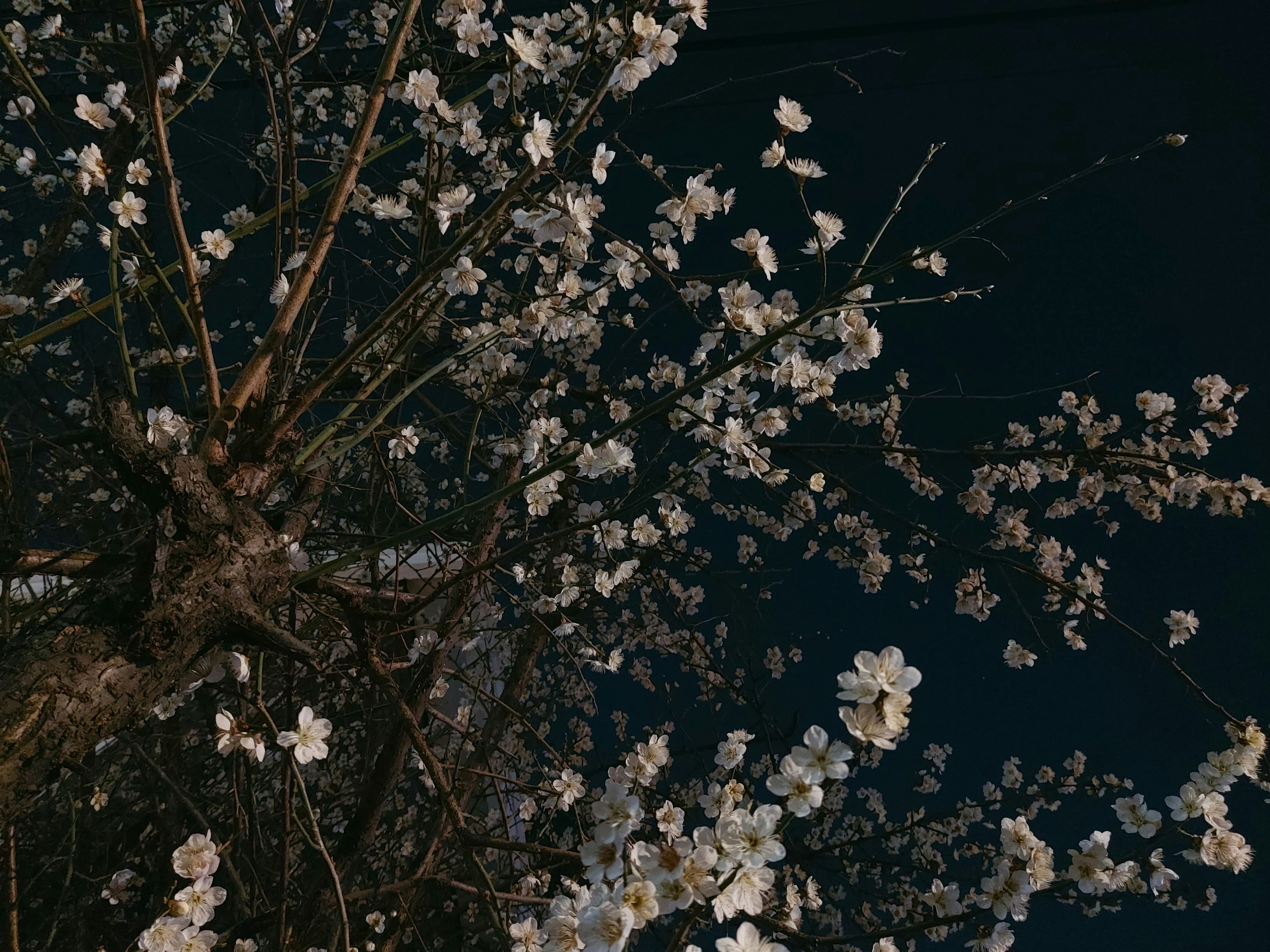 Delicate white blossoms illuminate the night sky, creating a serene atmosphere among the branches. The composition highlights the beauty of nature in twilight.