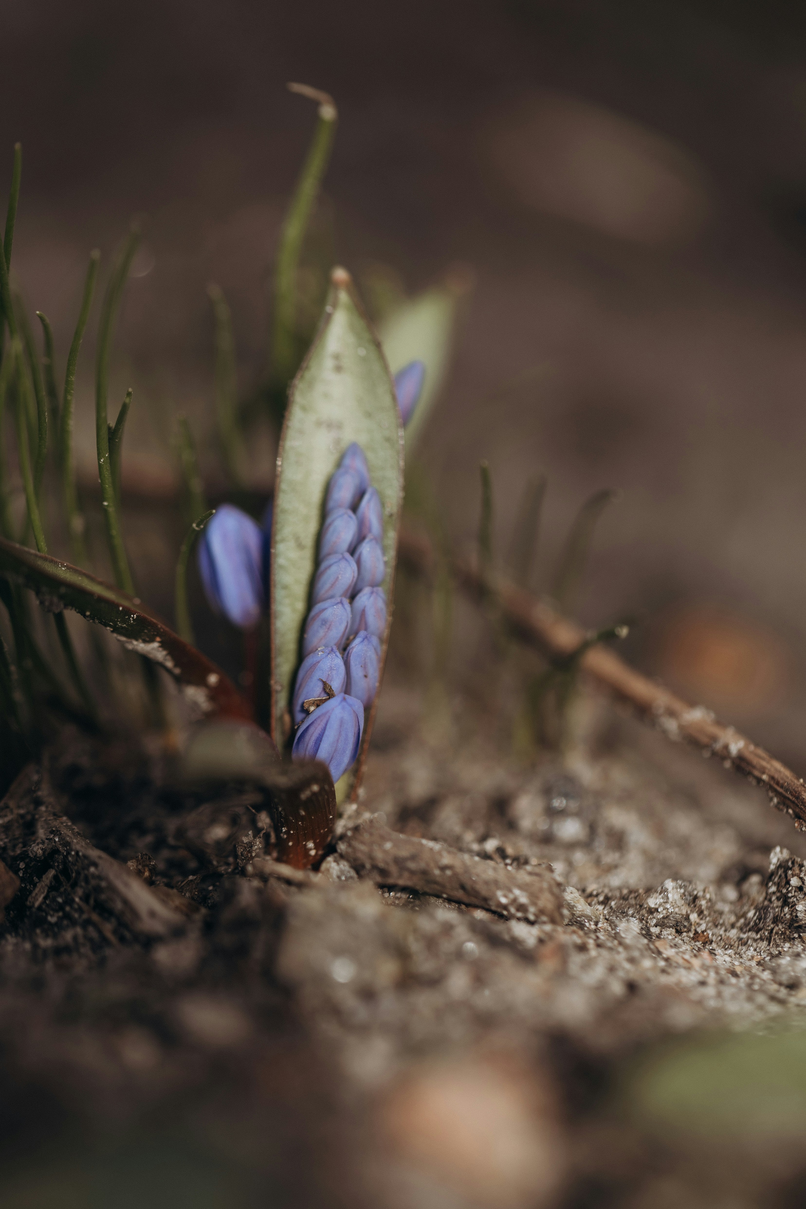 Emerging Violet Buds in Quiet Earth