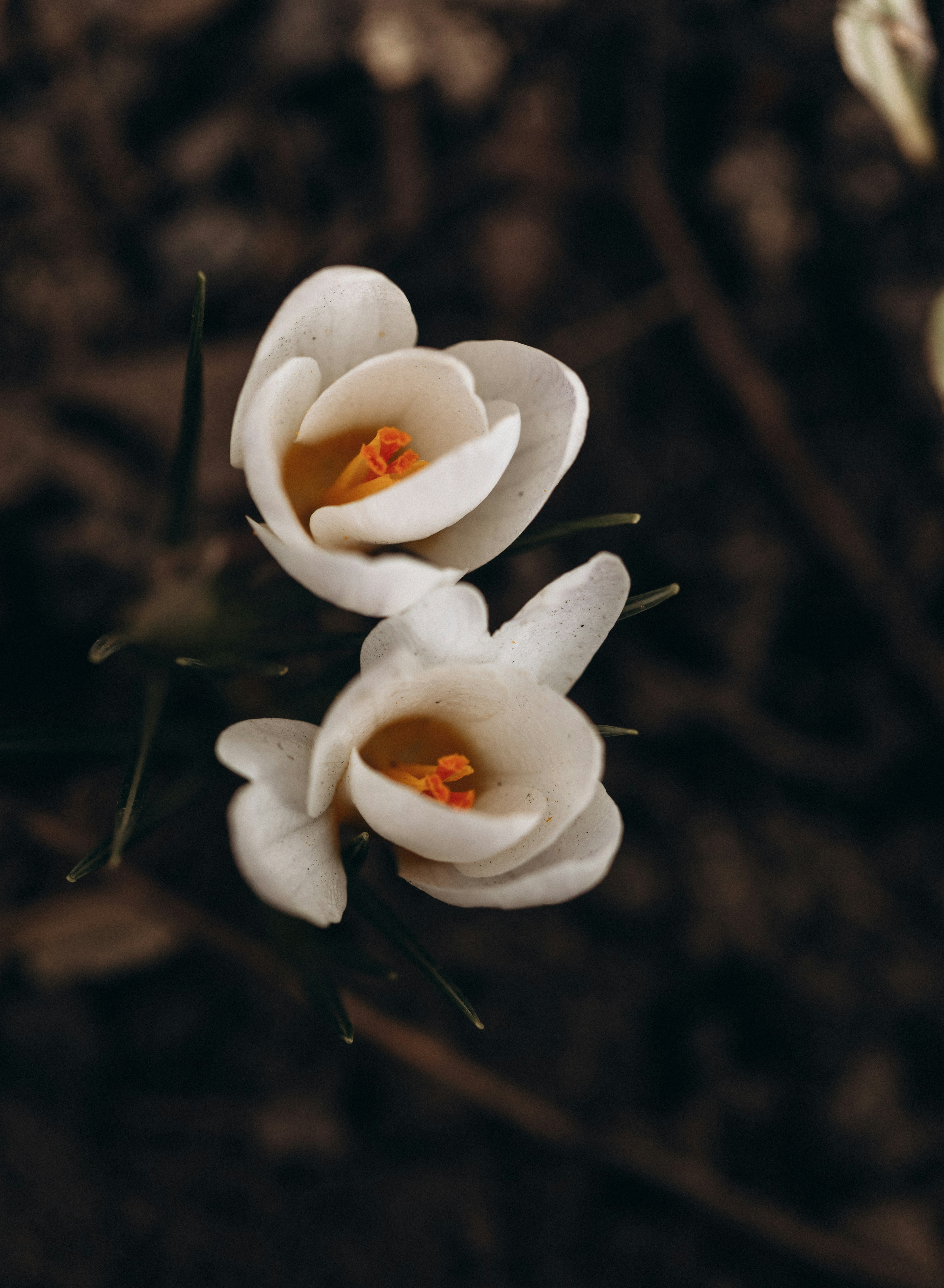 Twin White Blossoms in Velvet Shadow: an Orange-Center Moment