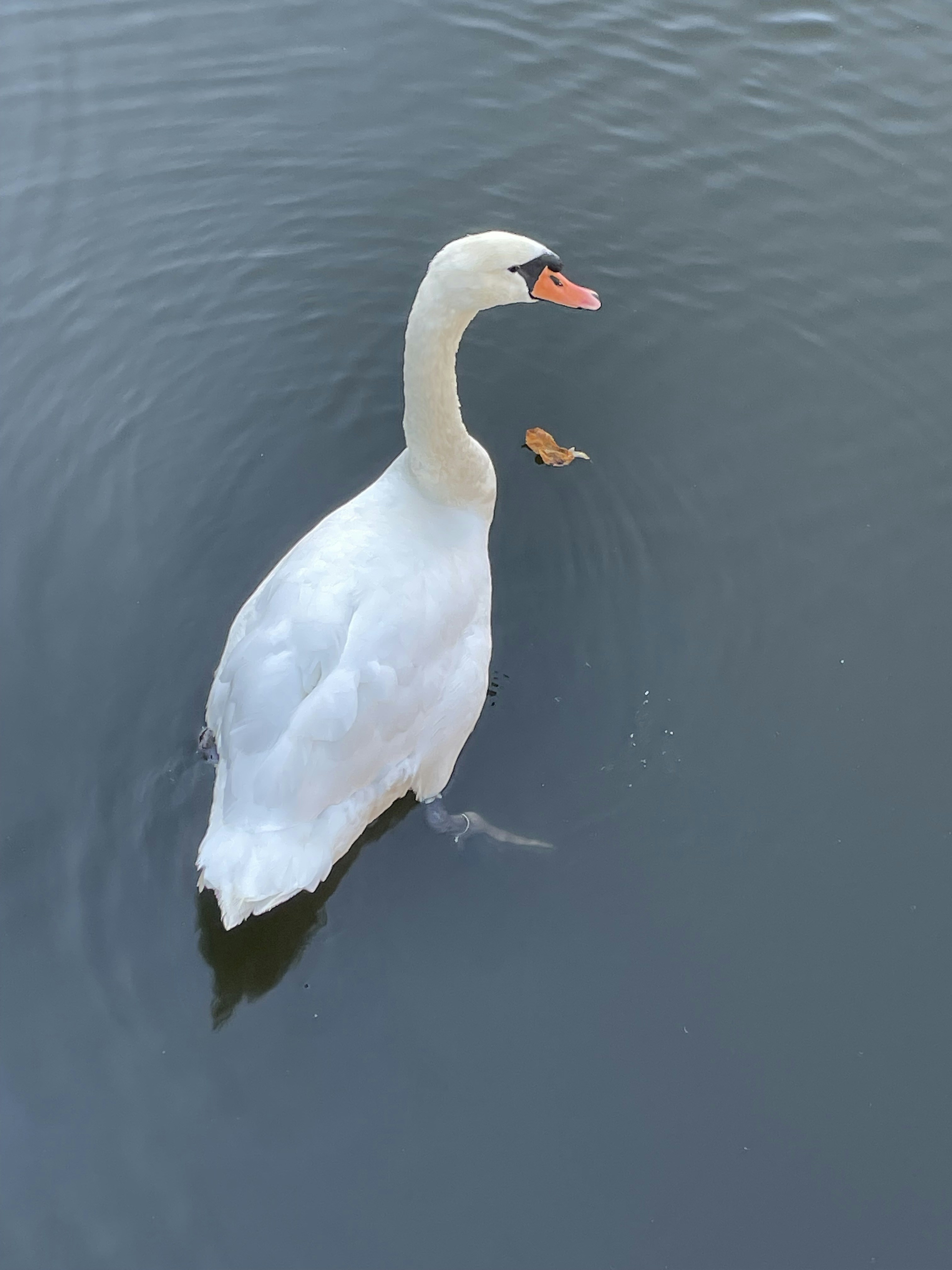 Elegant swan gliding over tranquil water with a floating leaf