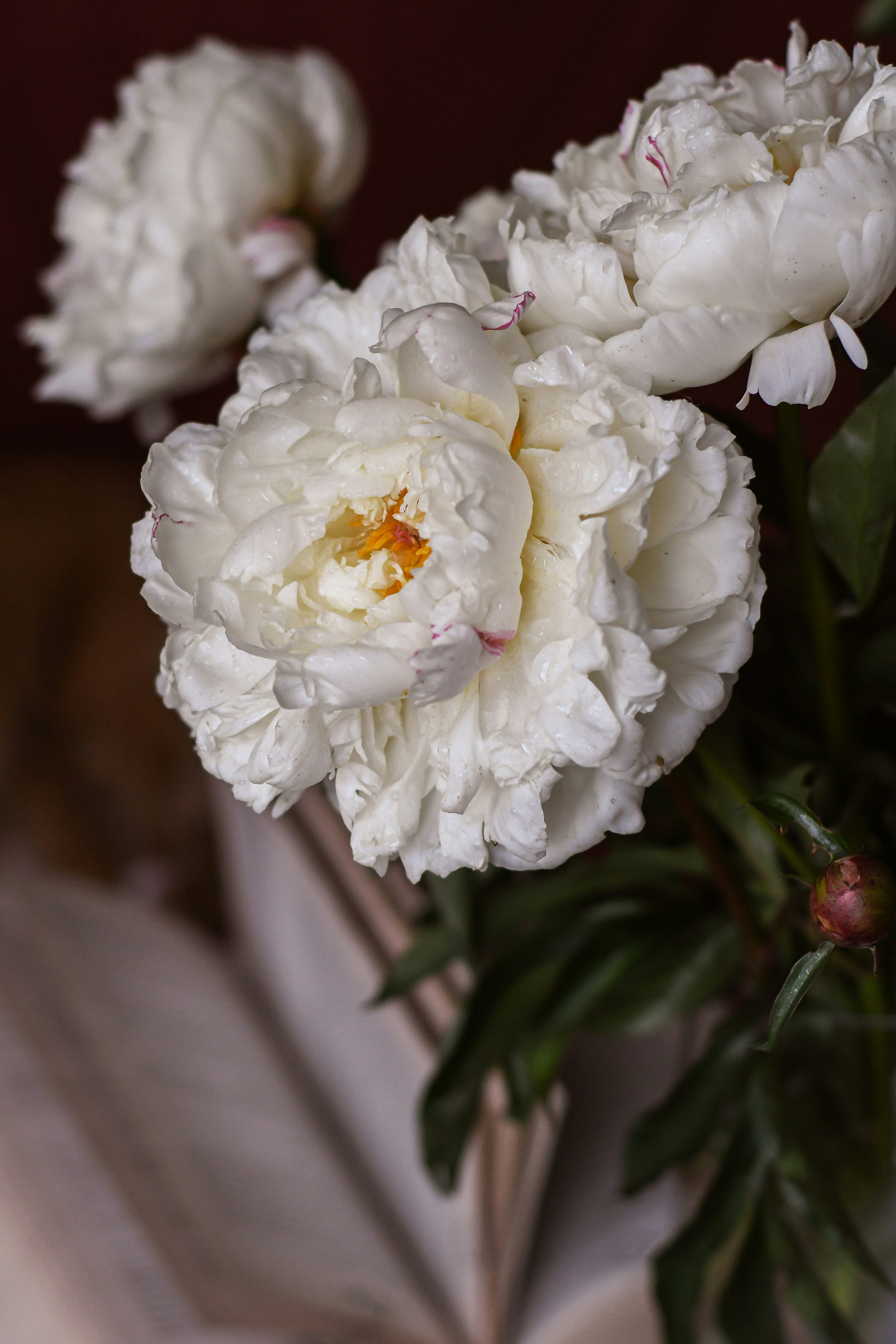 White peonies in bloom: velvet petals and subtle pink edges