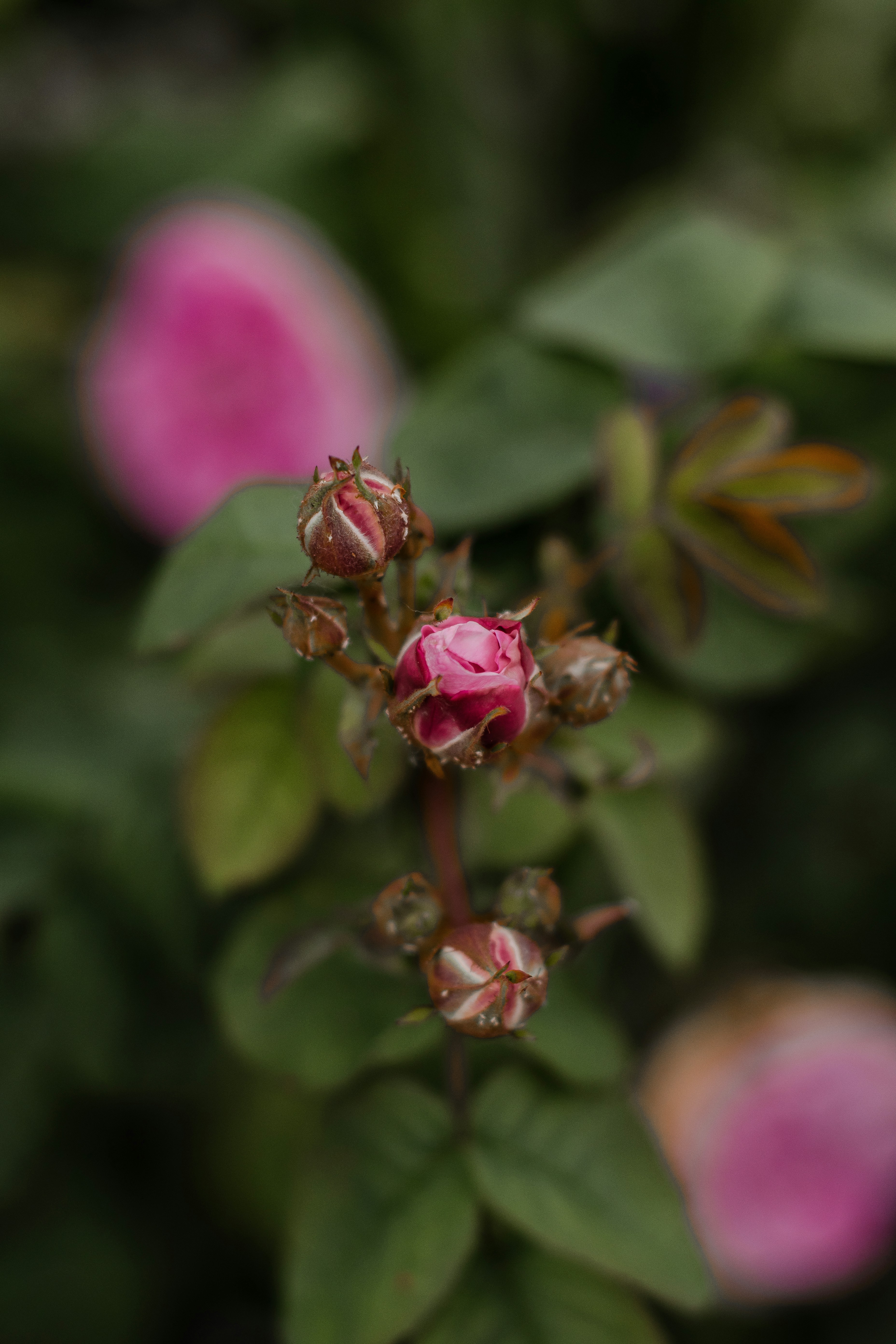 Dew-Kissed Pink Rose Buds in a Velvet Green Blur