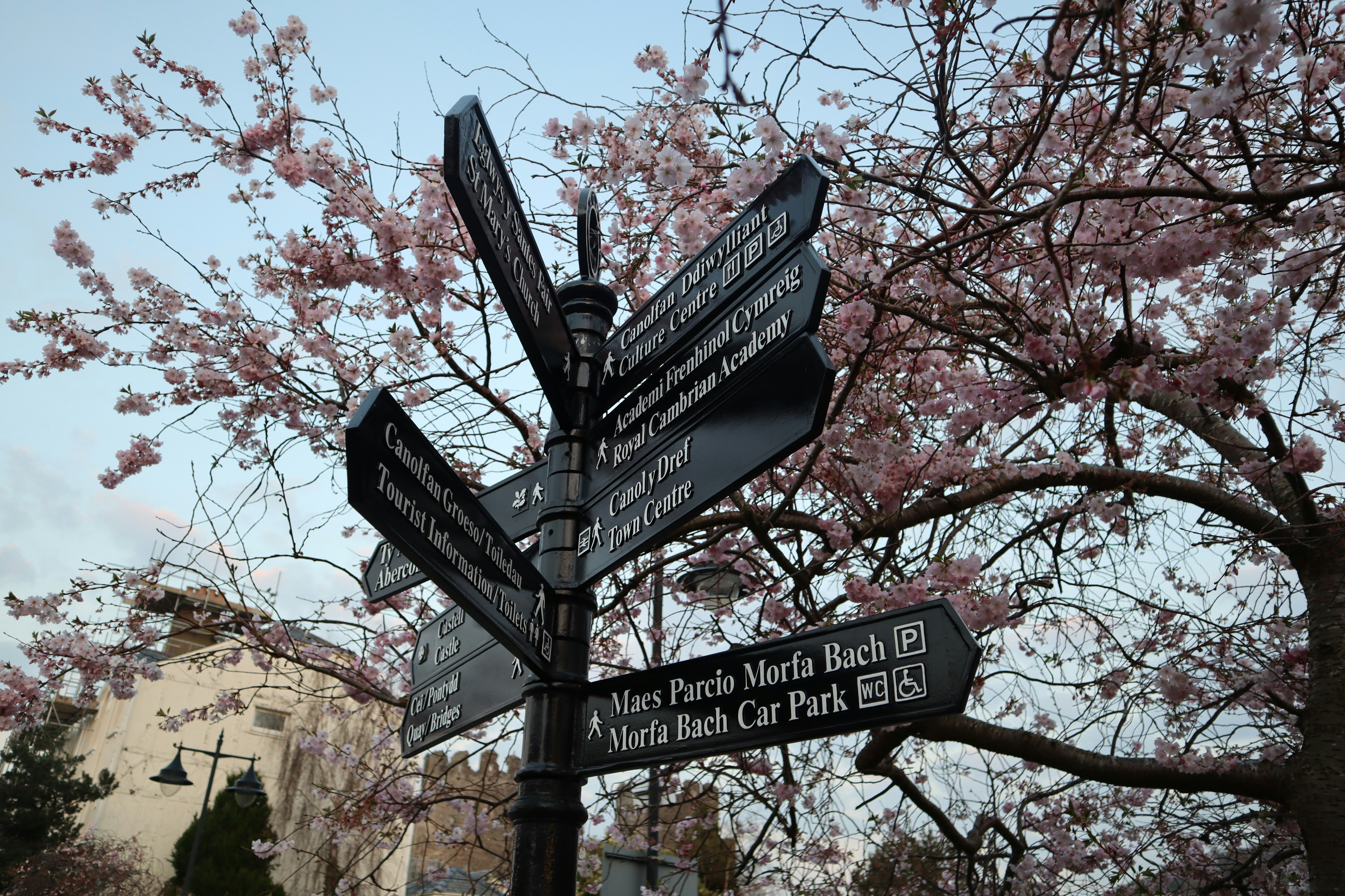 Crossroads of Spring: A Signpost Nestled Among Cherry Blossoms