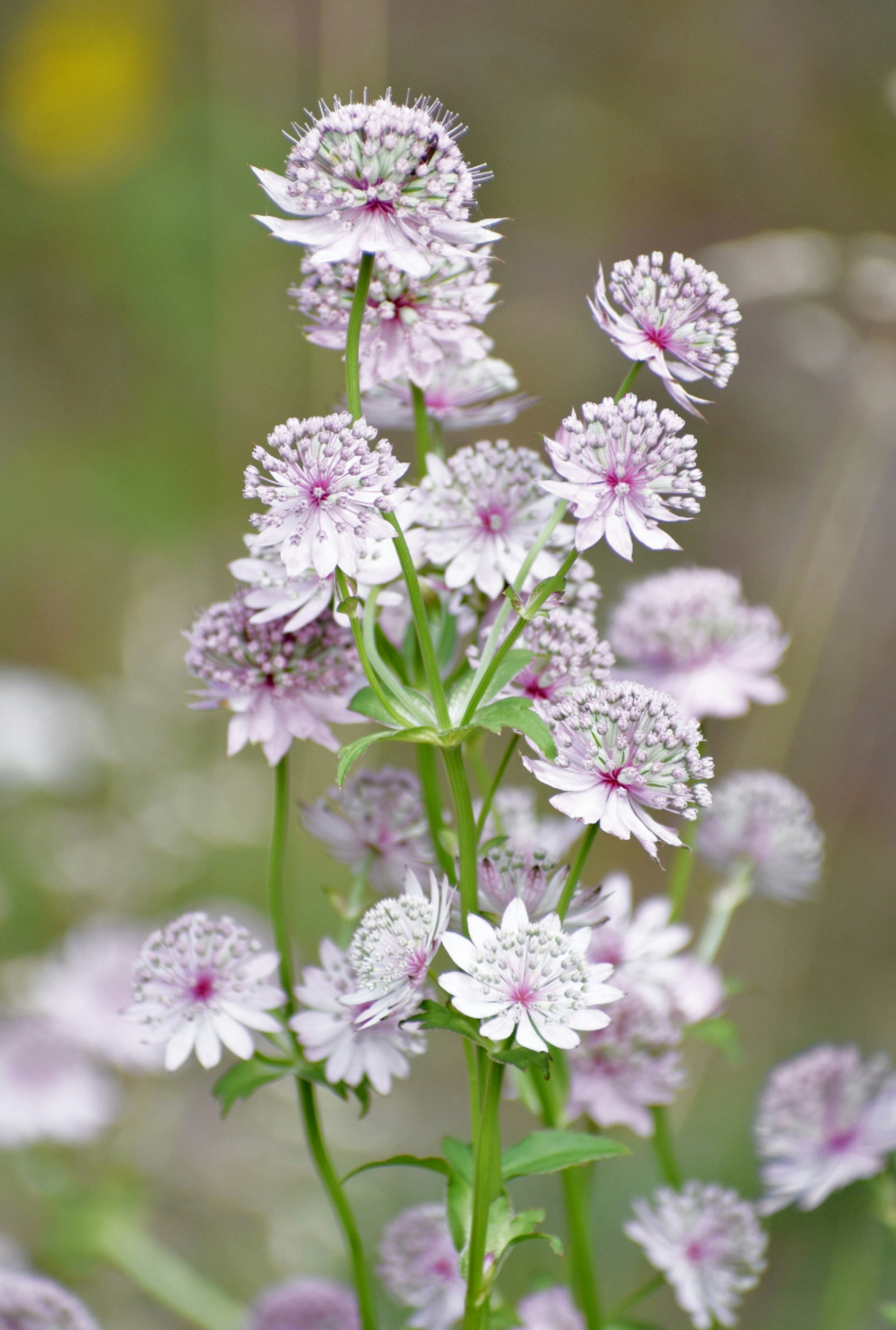 Alliums in soft focus: pale pink florets rise amid a sunlit garden blur