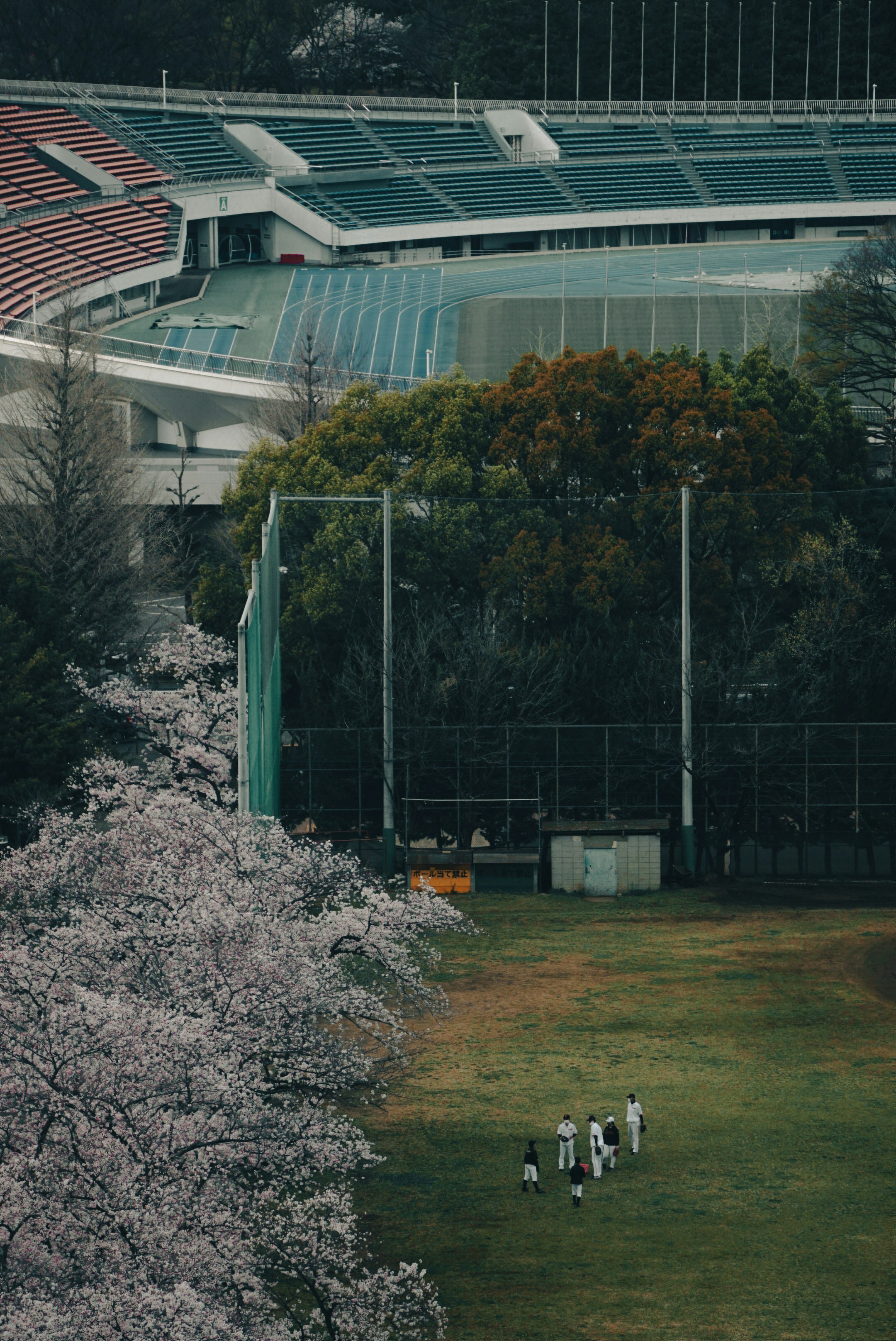 Cherry blossom trees on a baseball field