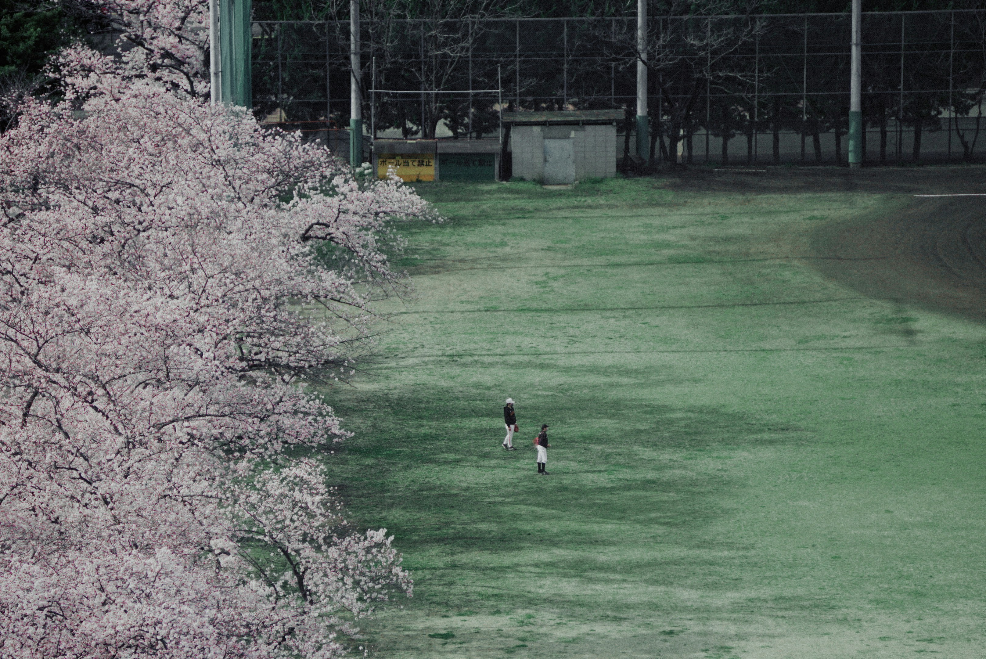 Cherry blossom trees on a baseball field