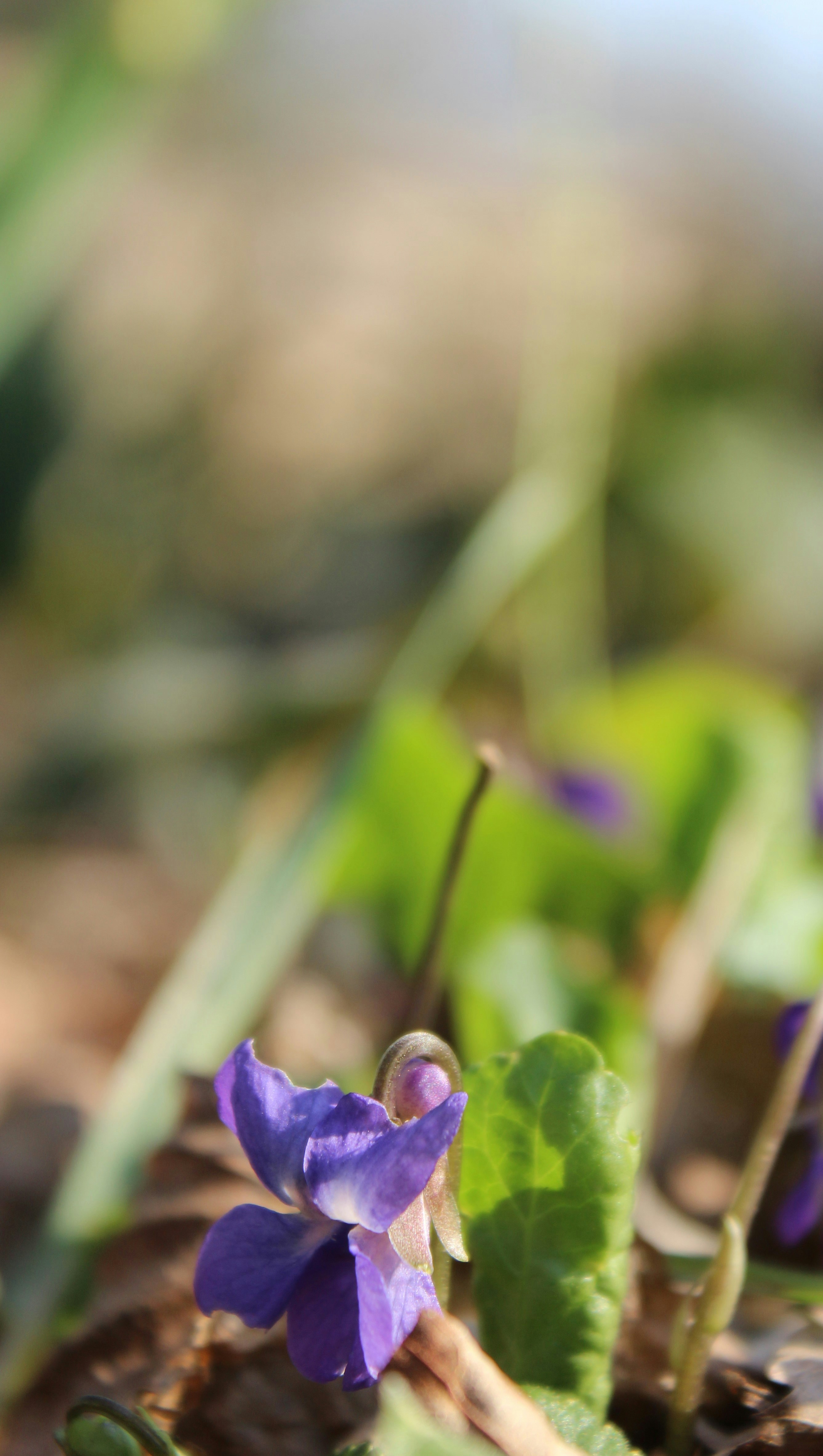 Ground-Level Violet: A Tiny Bloom Breaking Through Leaf Litter in Dappled Light