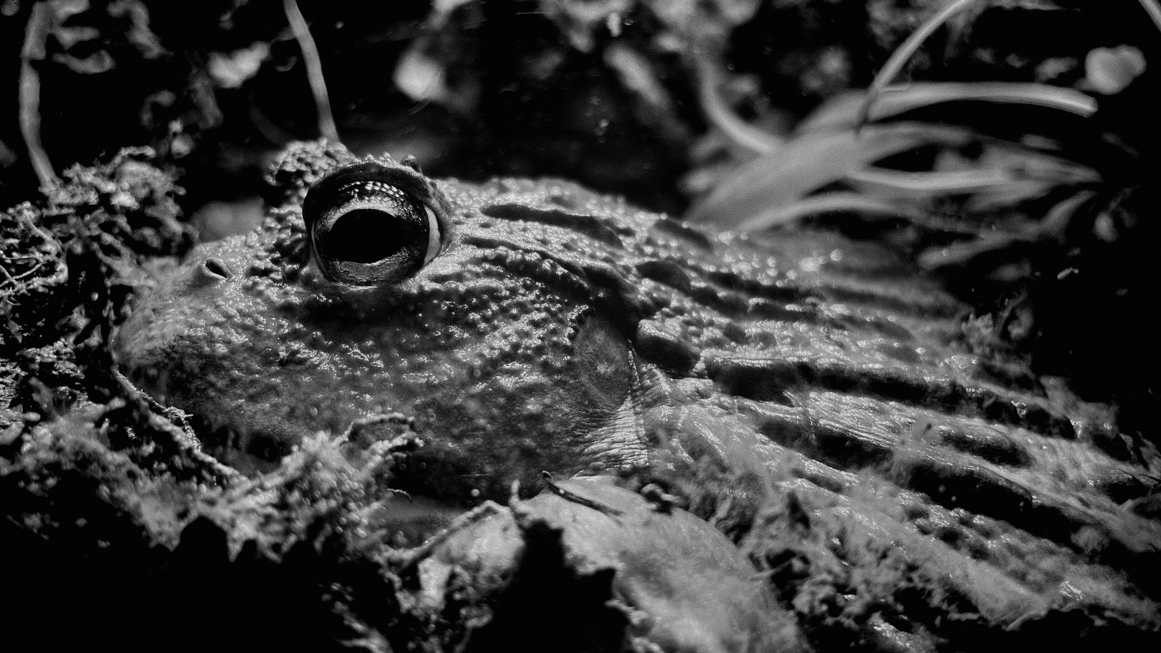 Moonlit Eye: A Frog's Night Watch in Monochrome