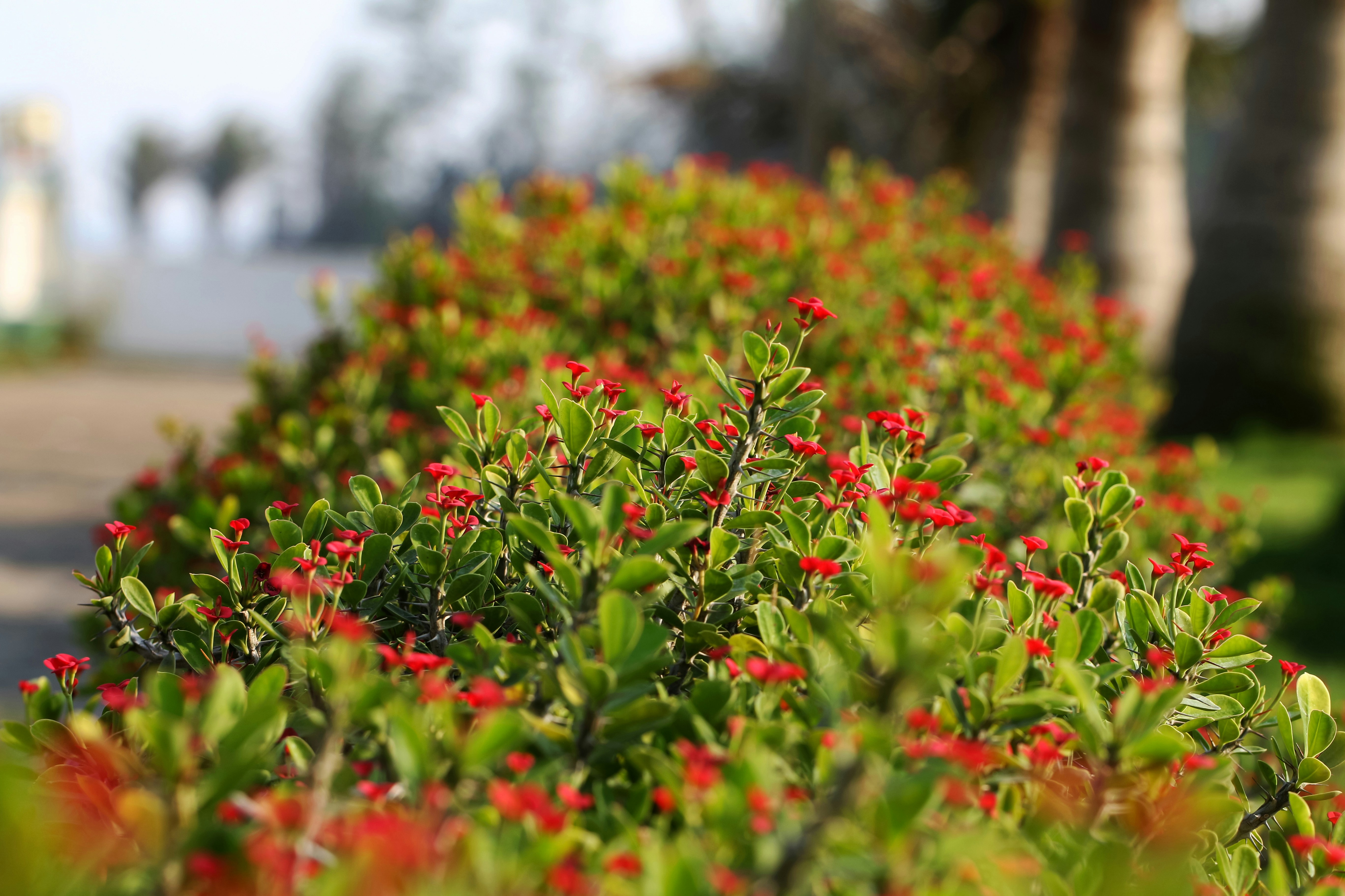 Crimson Fringes: A Sunlit Hedge Close-Up