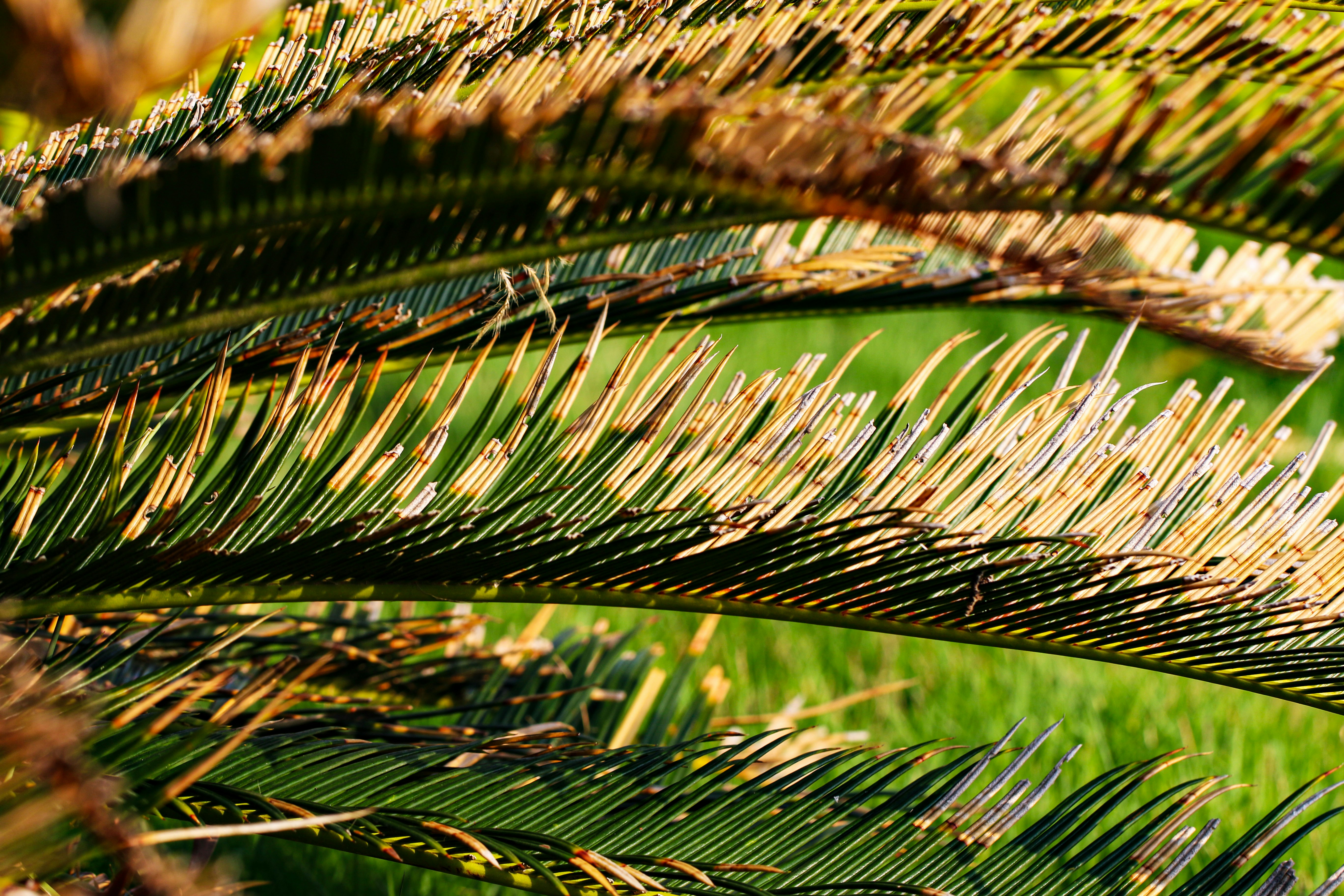 Sunlit Frond Geometry: A Macro Portrait of Palm Leaves