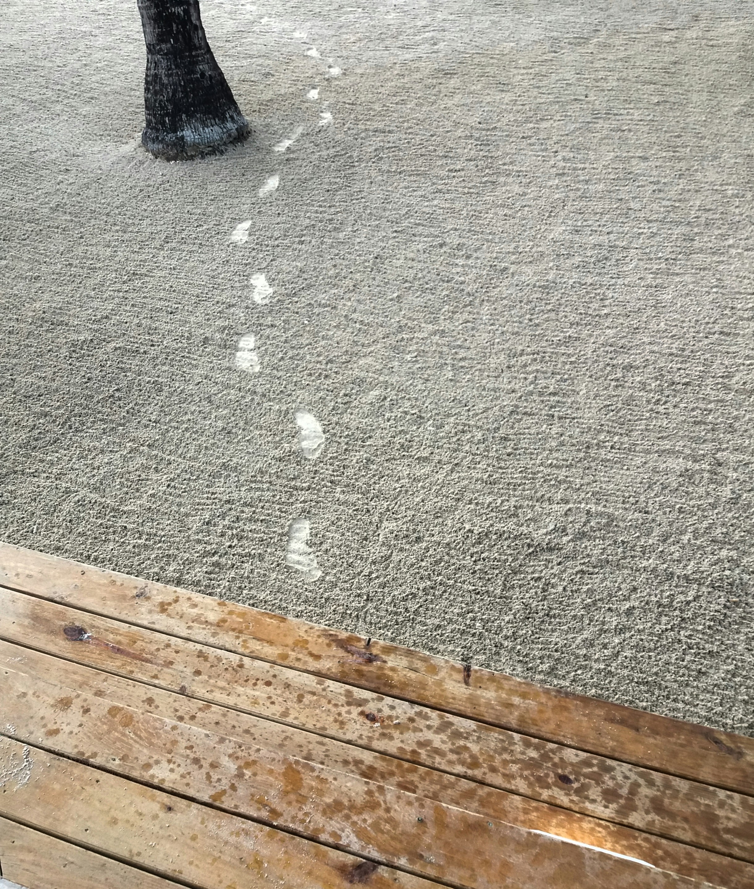 Footprints trailing through a sandy landscape, leading towards a solitary tree, evoking a sense of exploration and solitude.