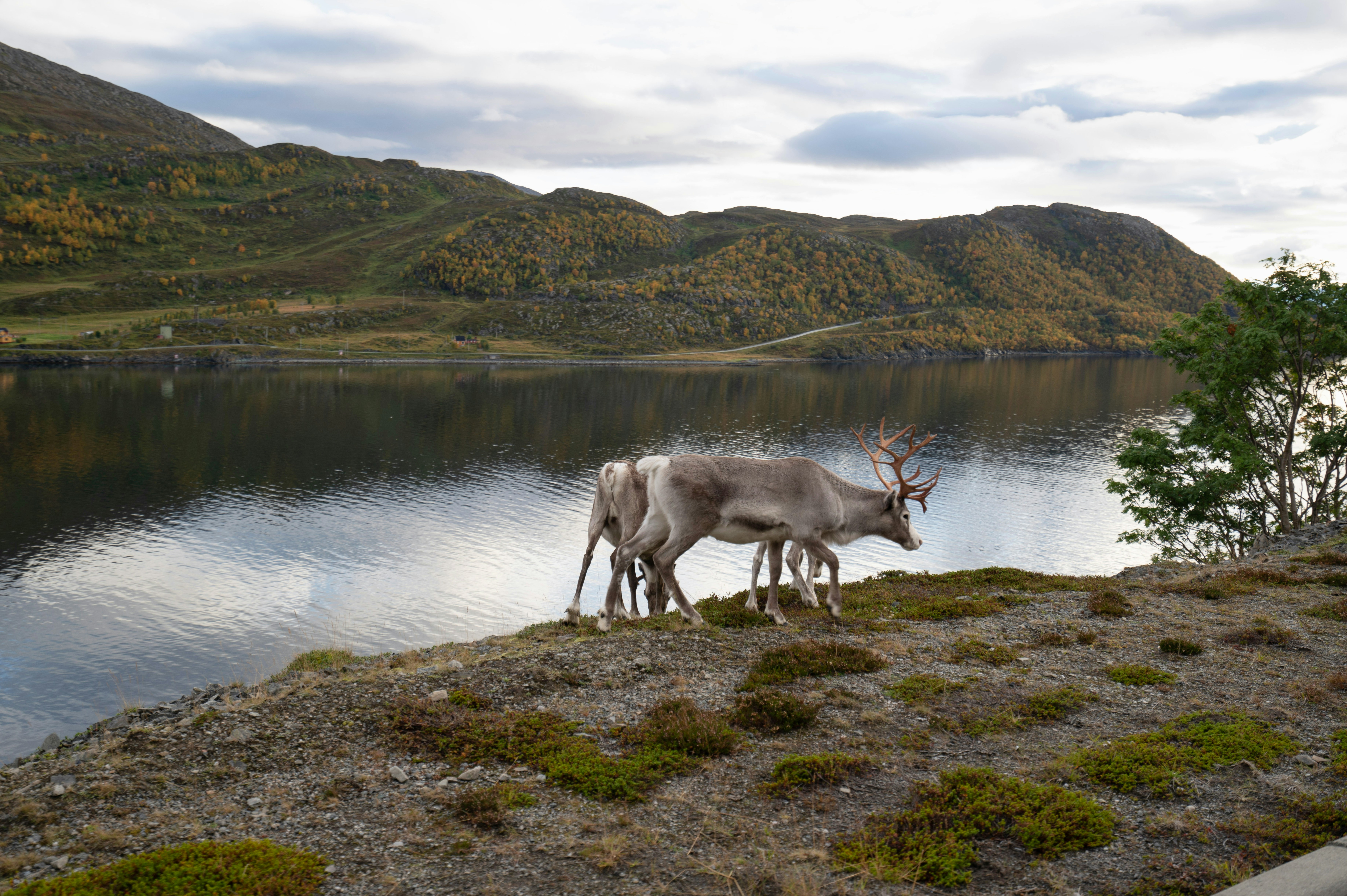 Reindeer Duo Beside a Norwegian Fjord