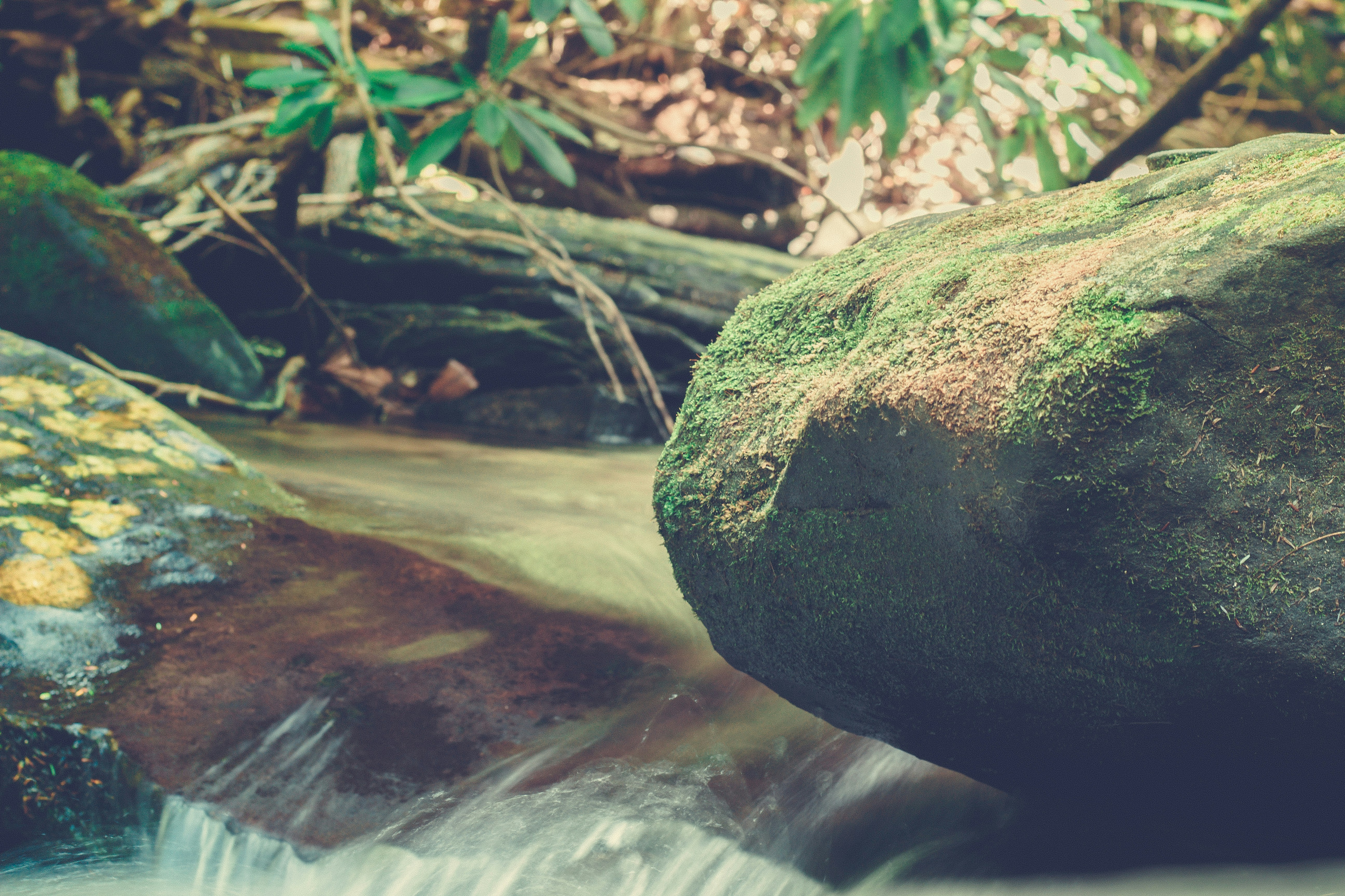 Gentle stream flowing past a moss-covered rock surrounded by lush foliage.