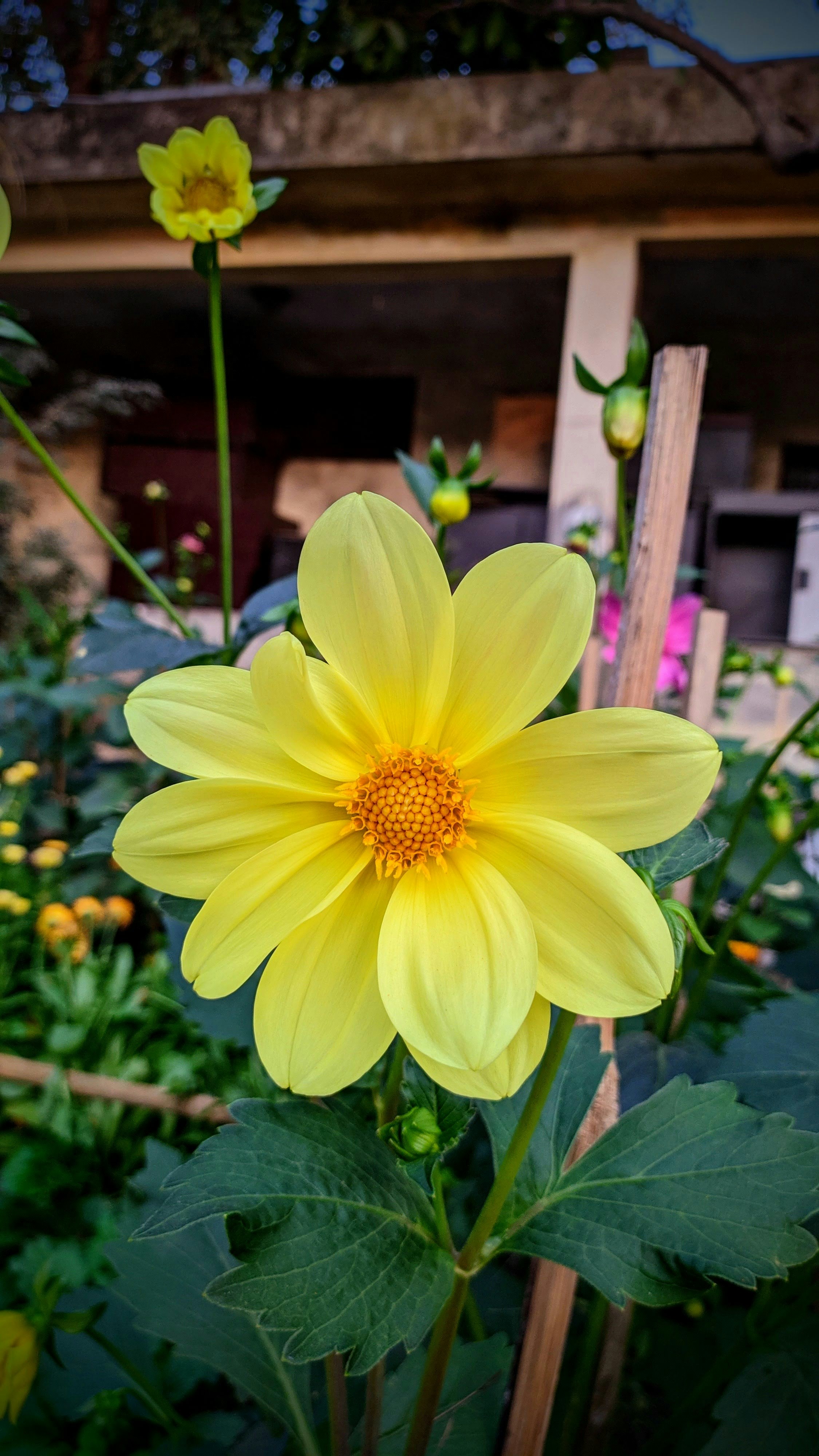 a yellow flower with green leaves