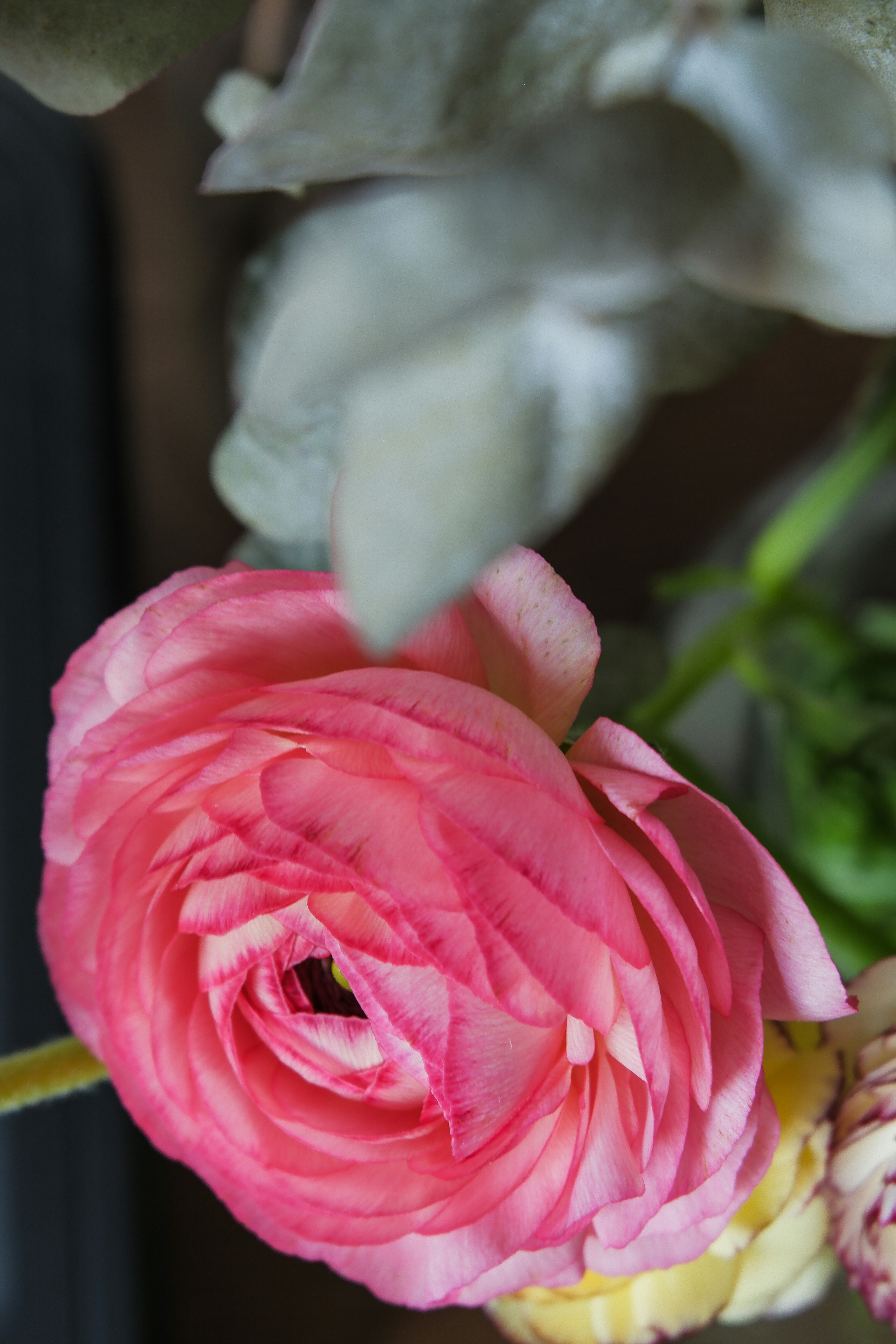 Vibrant pink ranunculus flower nestled among greenery, showcasing intricate petal textures. A celebration of floral beauty.