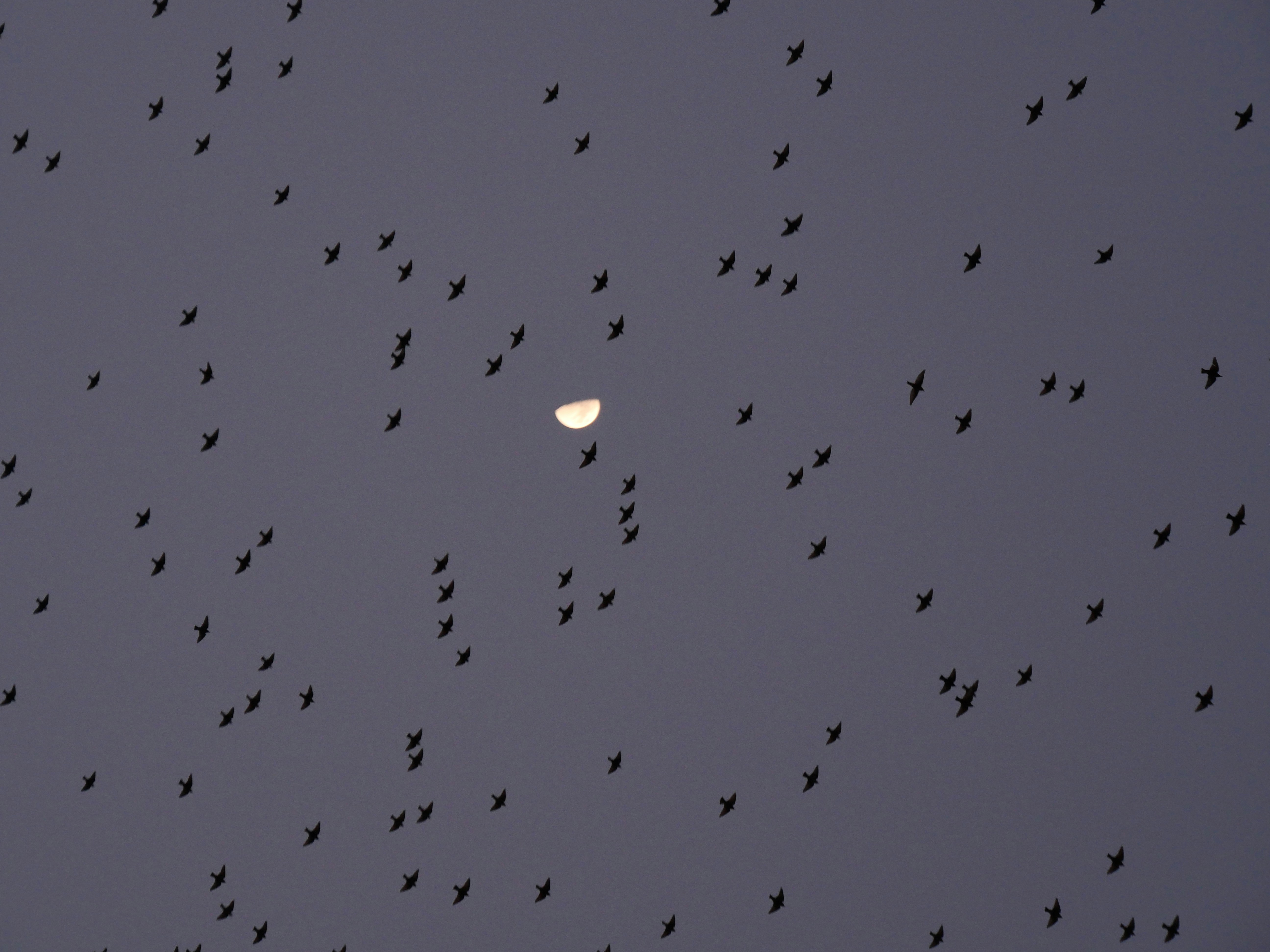 a flock of birds flying