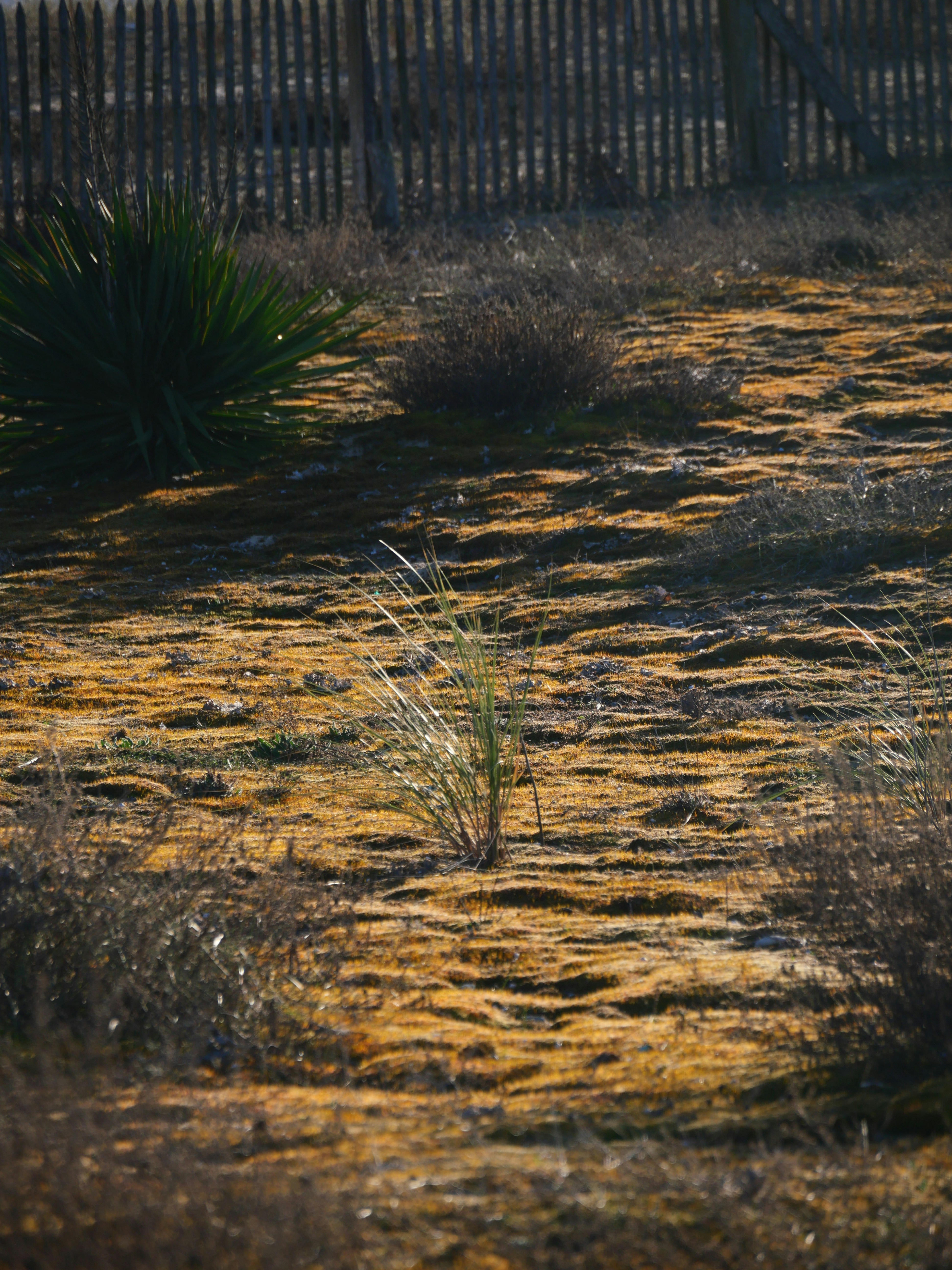 a small pond with plants and a fence in the background