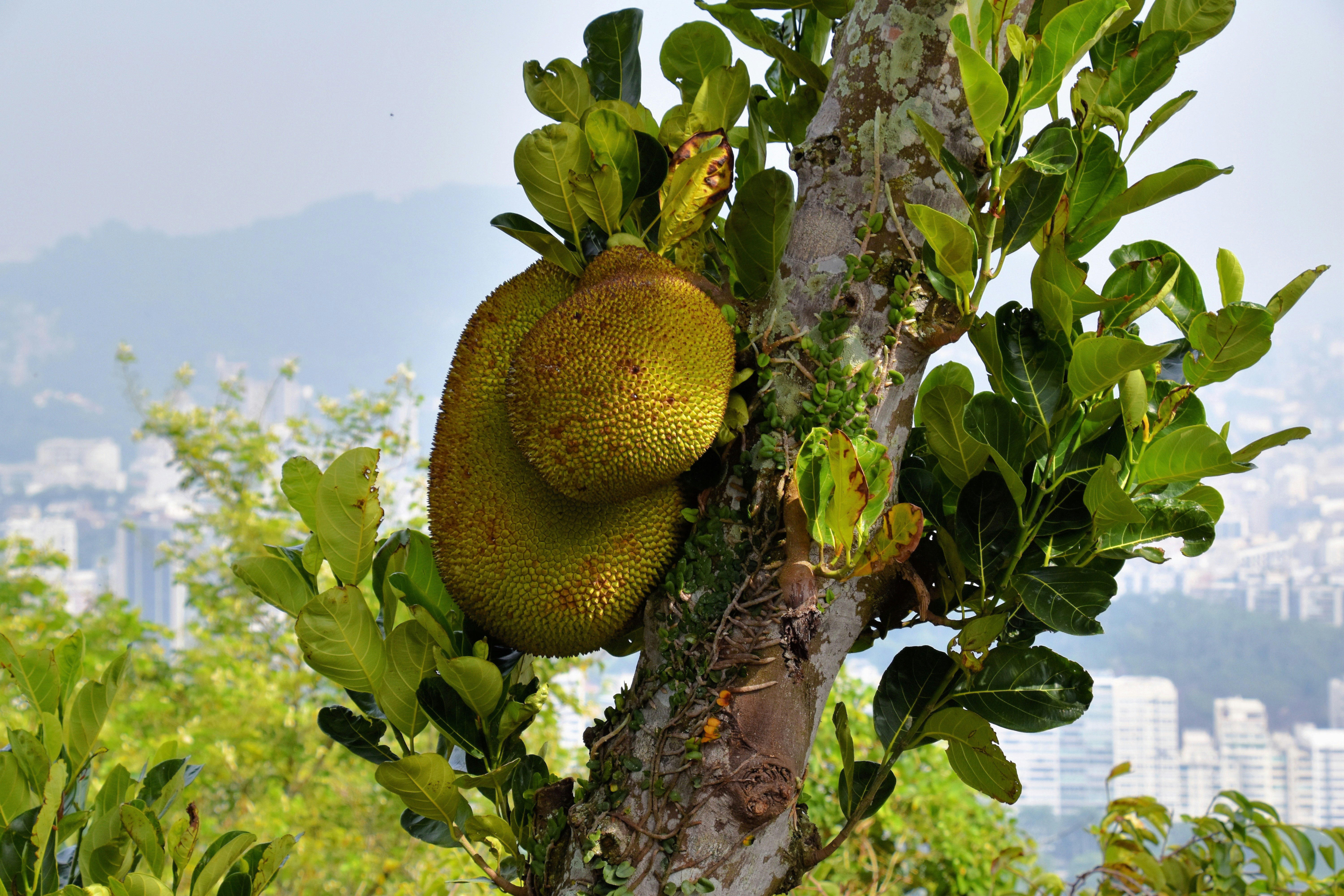 A jackfruit hangs prominently from a tree, surrounded by lush green leaves, against a backdrop of distant cityscape and mountains.