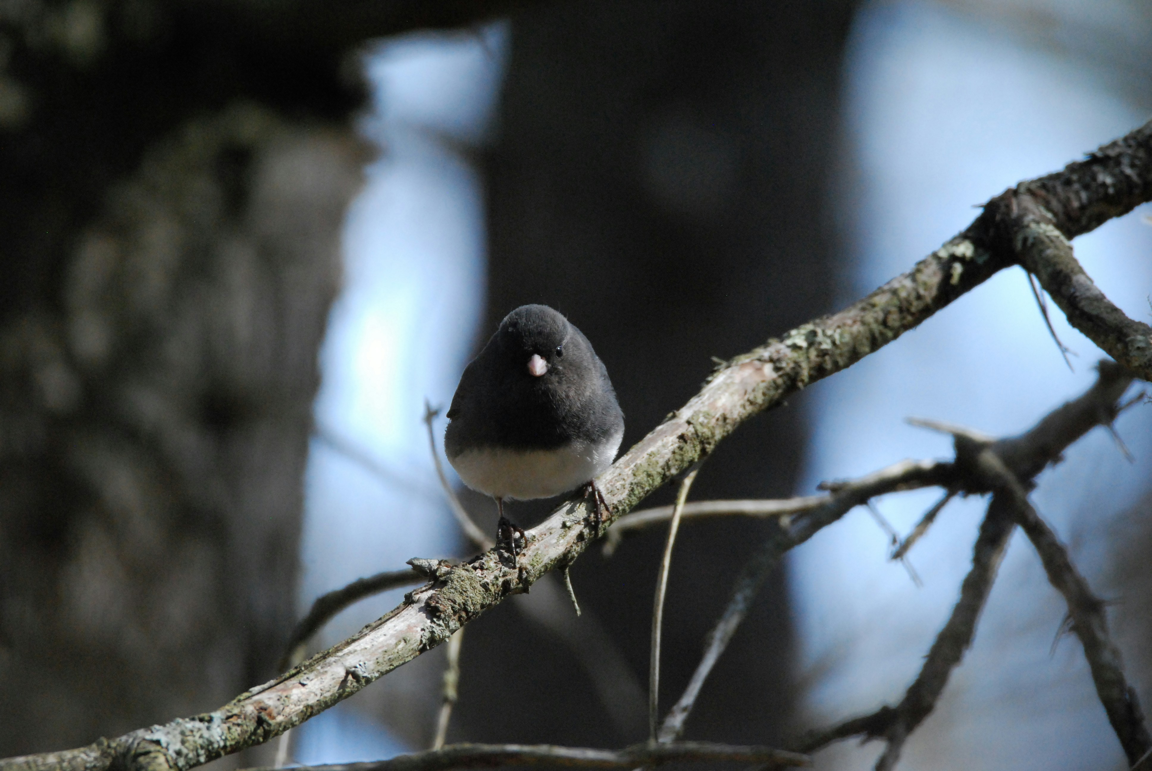Dark-eyed junco perched on a slender branch, surrounded by blurred tree trunks in a serene woodland setting.