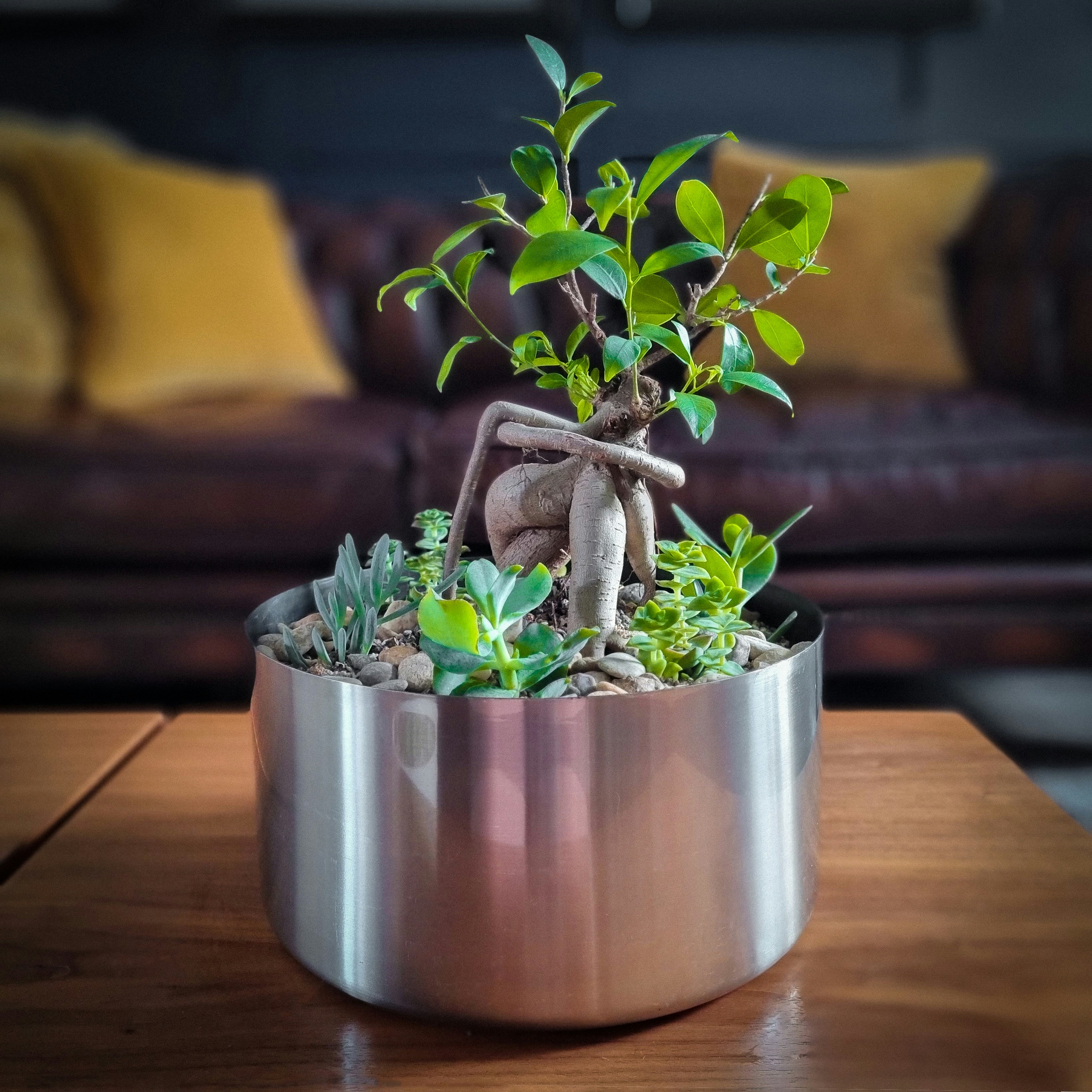 Mini indoor garden planter | a potted plant on a table