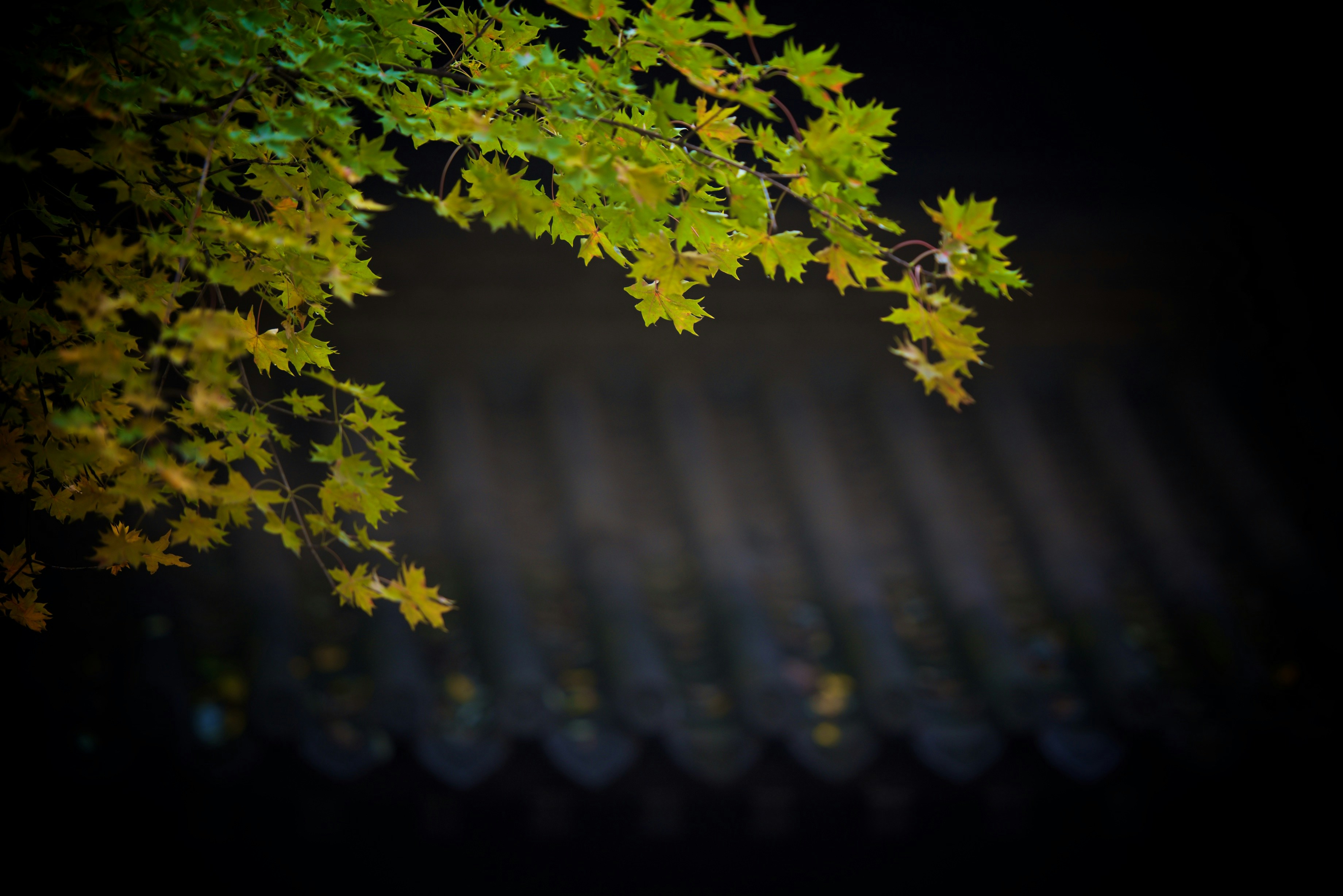 Sunlit Maple Fringe Against a Quiet Tile Backdrop