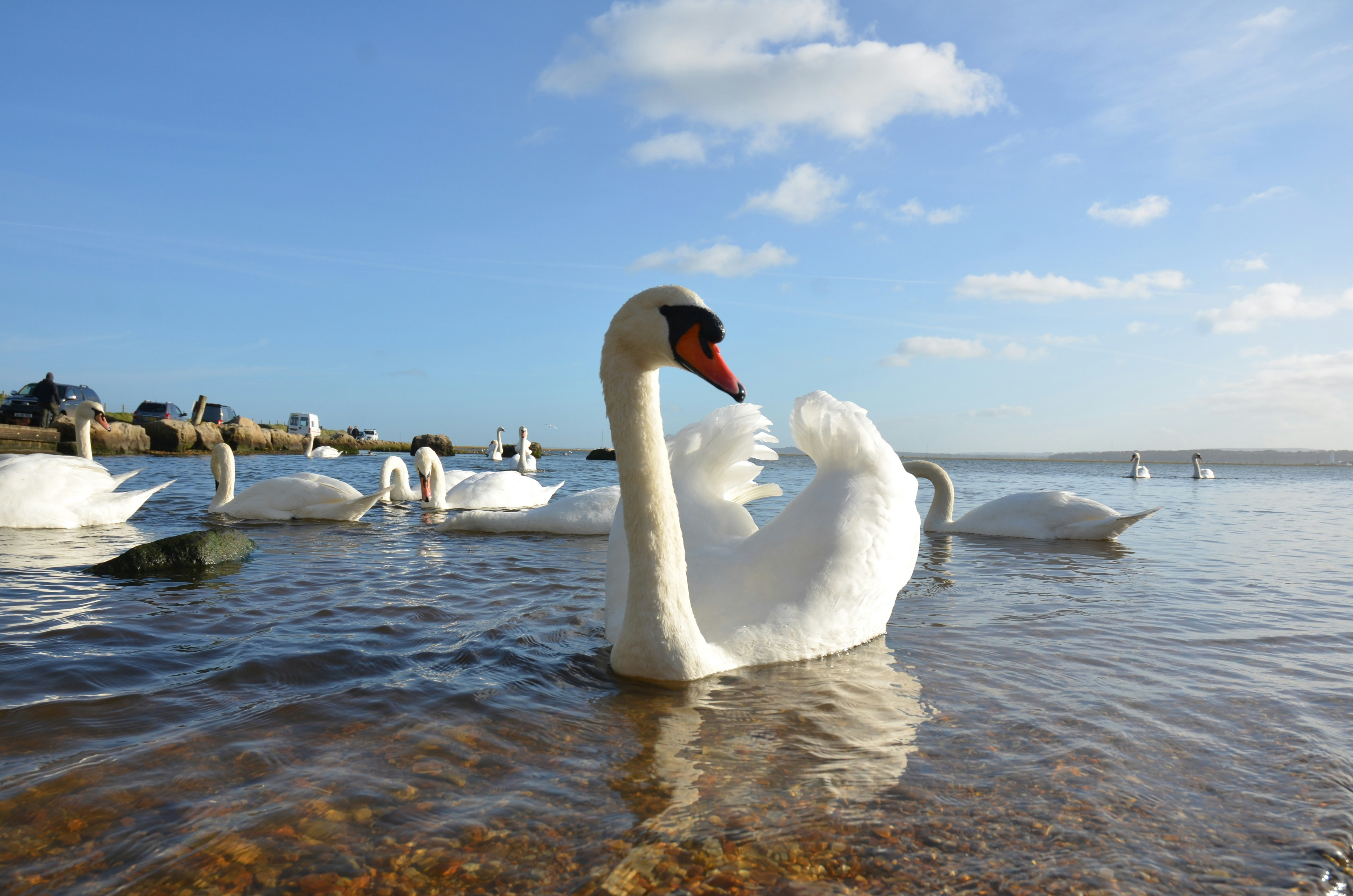 A group of white swans in a body of water photo – Free Swan Image on ...