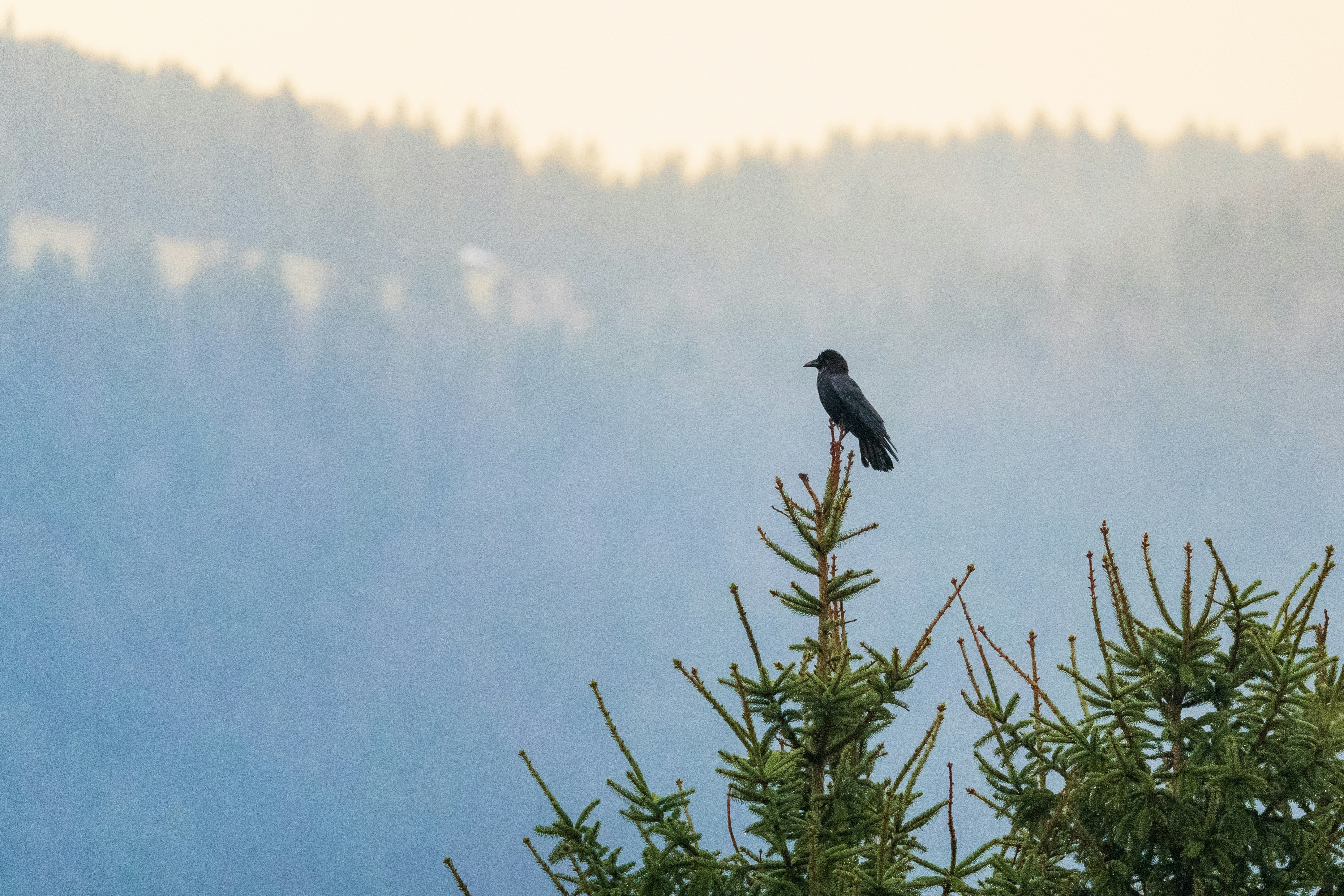 Imágenes de Cuervo En Un Árbol | Descarga imágenes gratuitas en Unsplash