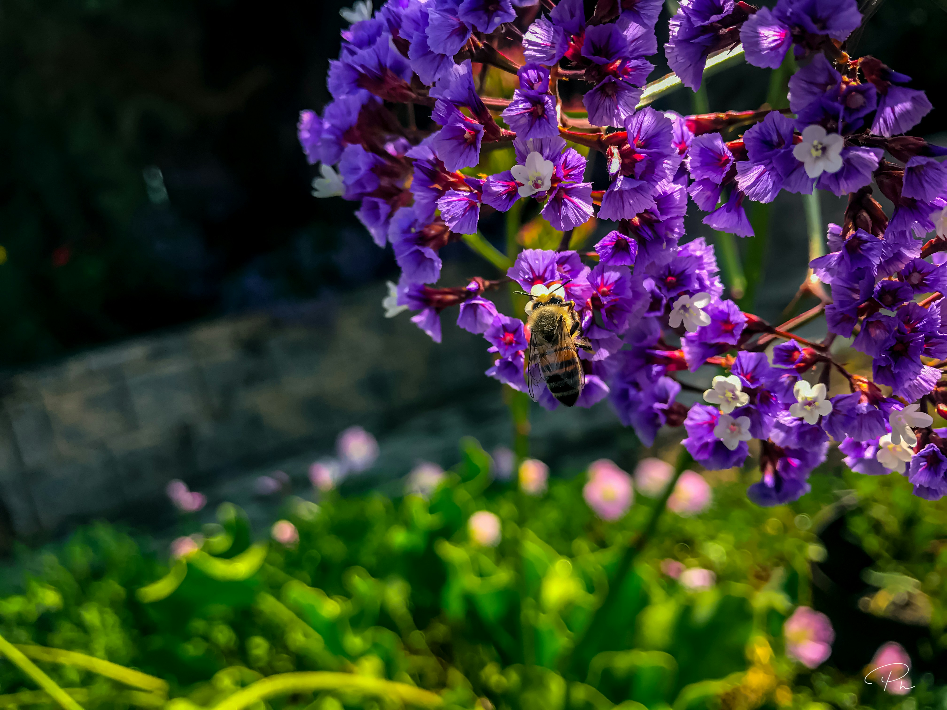 Pollinator's Paradise Amidst Purple Blooms