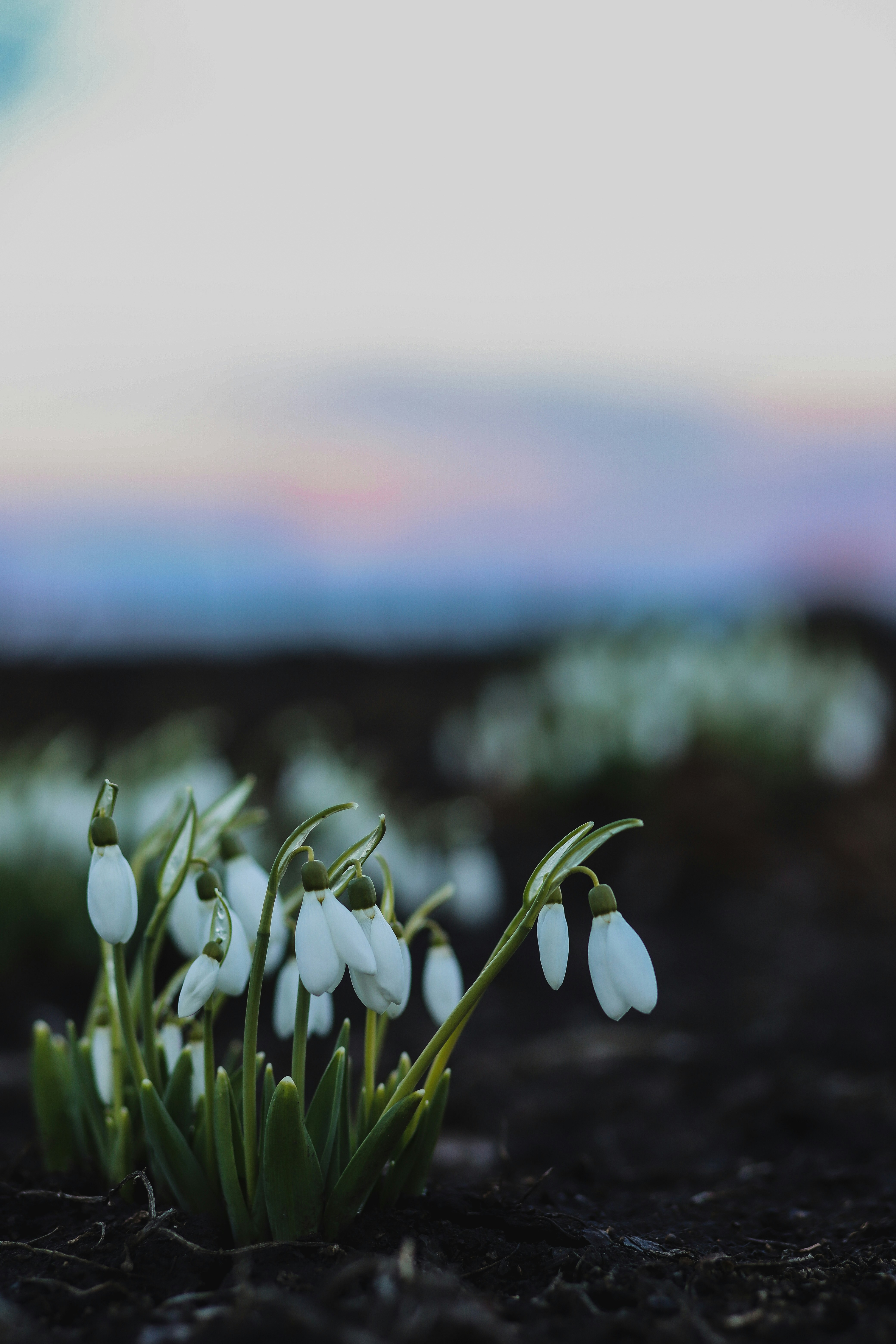 A close-up of some flowers photo – Free Ukraine landscape Image on Unsplash