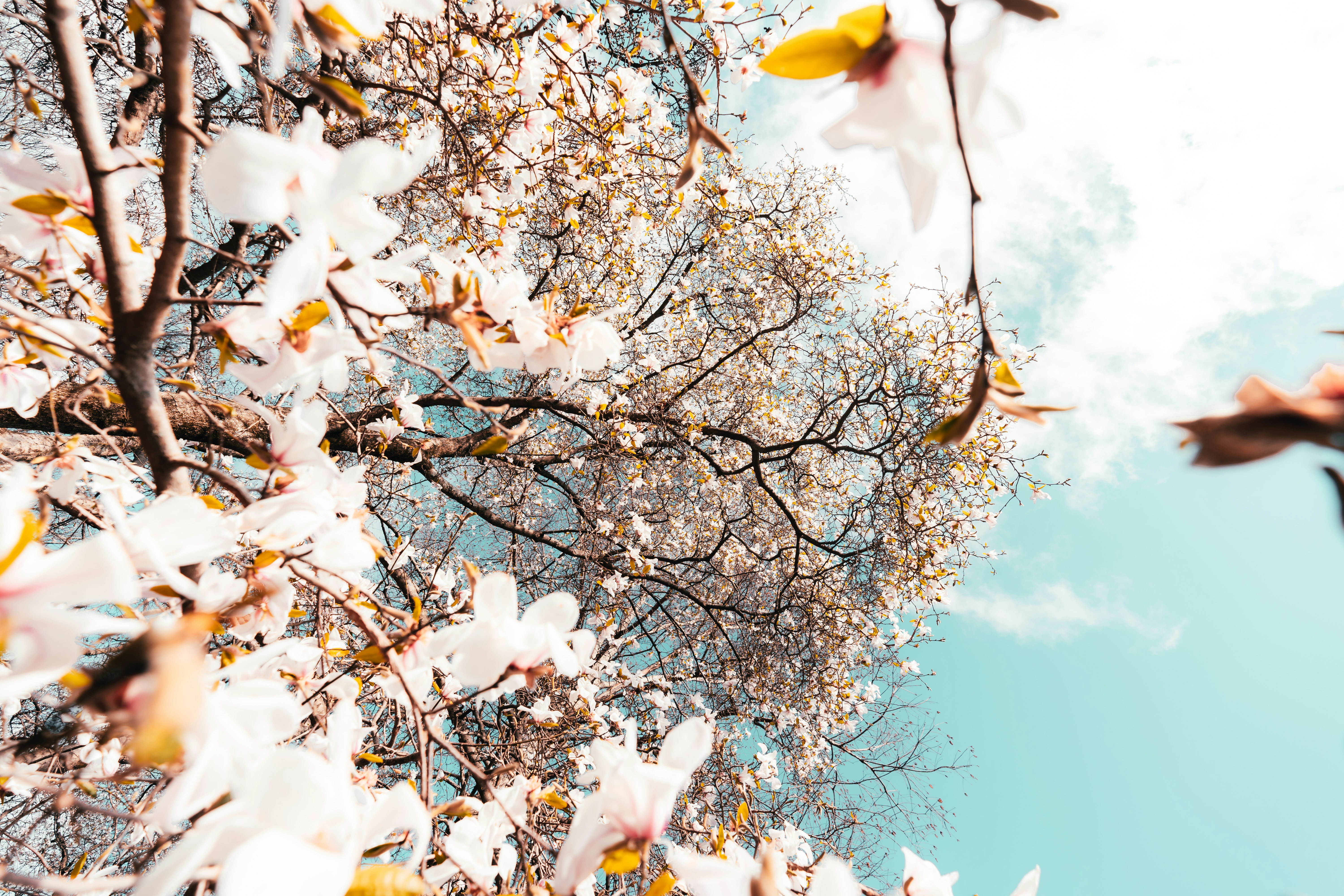 A tree with white flowers photo – Free Blossoms Image on Unsplash