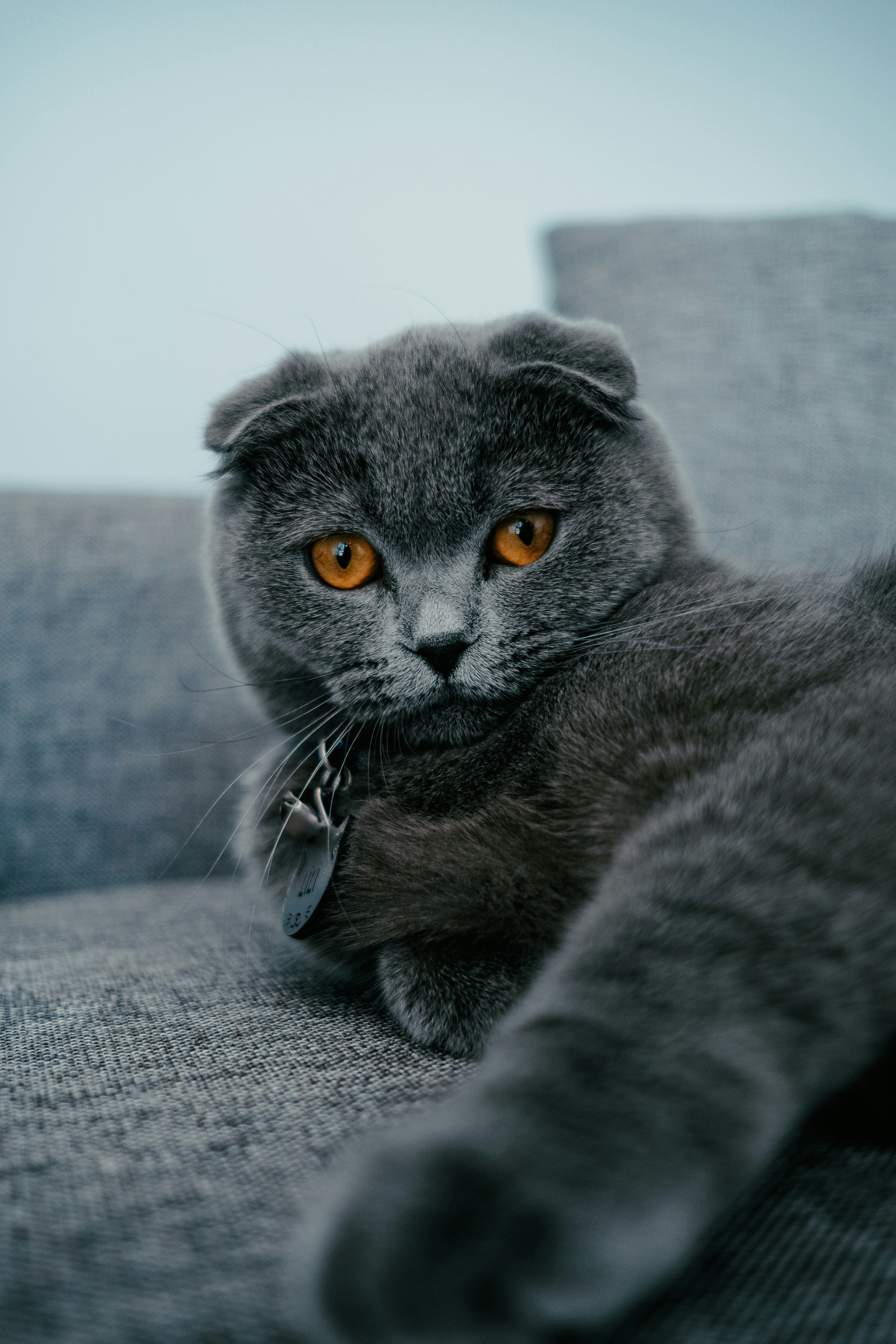 A gray Scottish Fold cat lounging on a textured gray sofa, gazing intently with striking orange eyes. Its relaxed demeanor contrasts with a watchful expression.