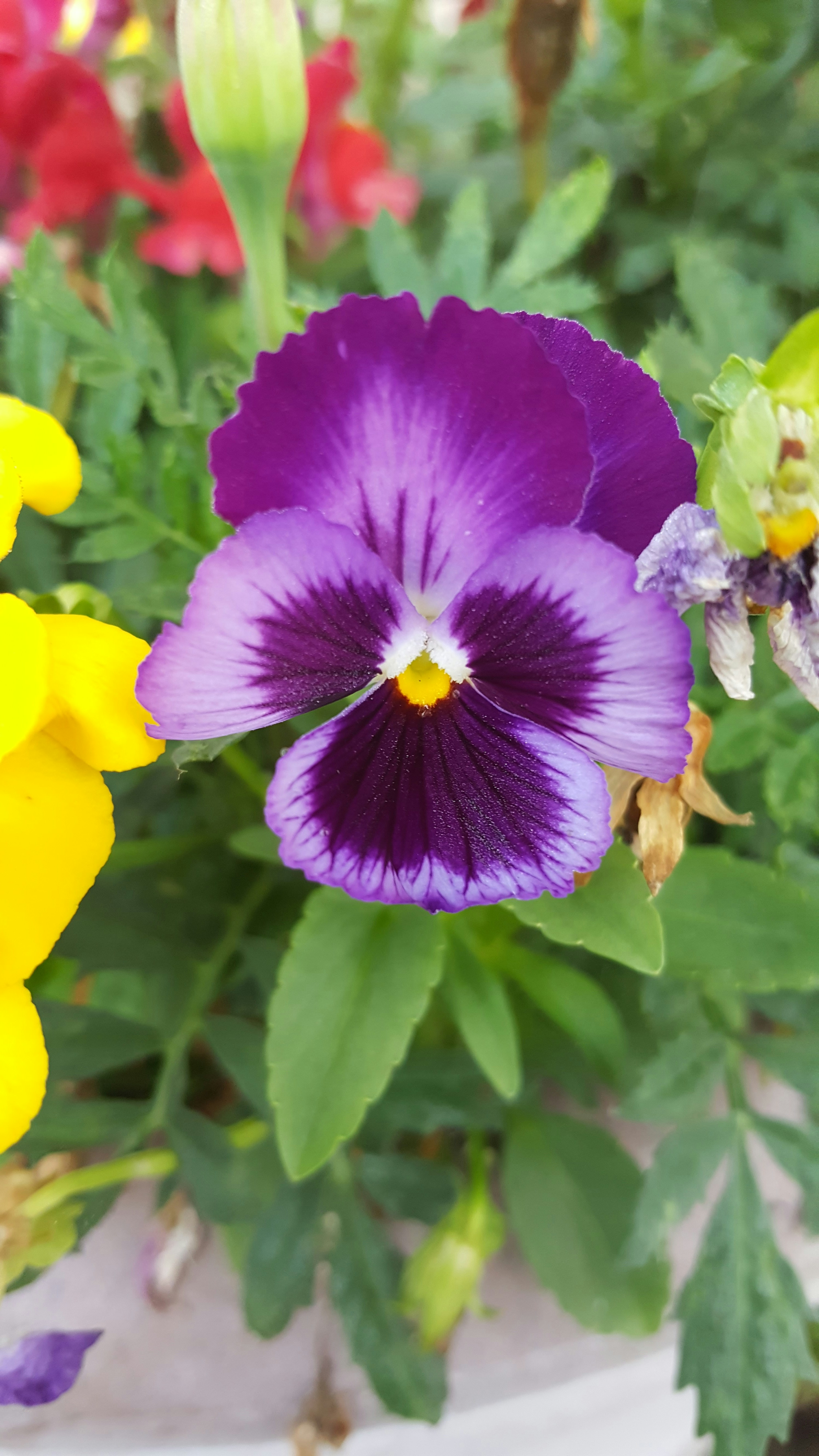 A close-up of a striking purple pansy surrounded by colorful blooms in a garden setting.
