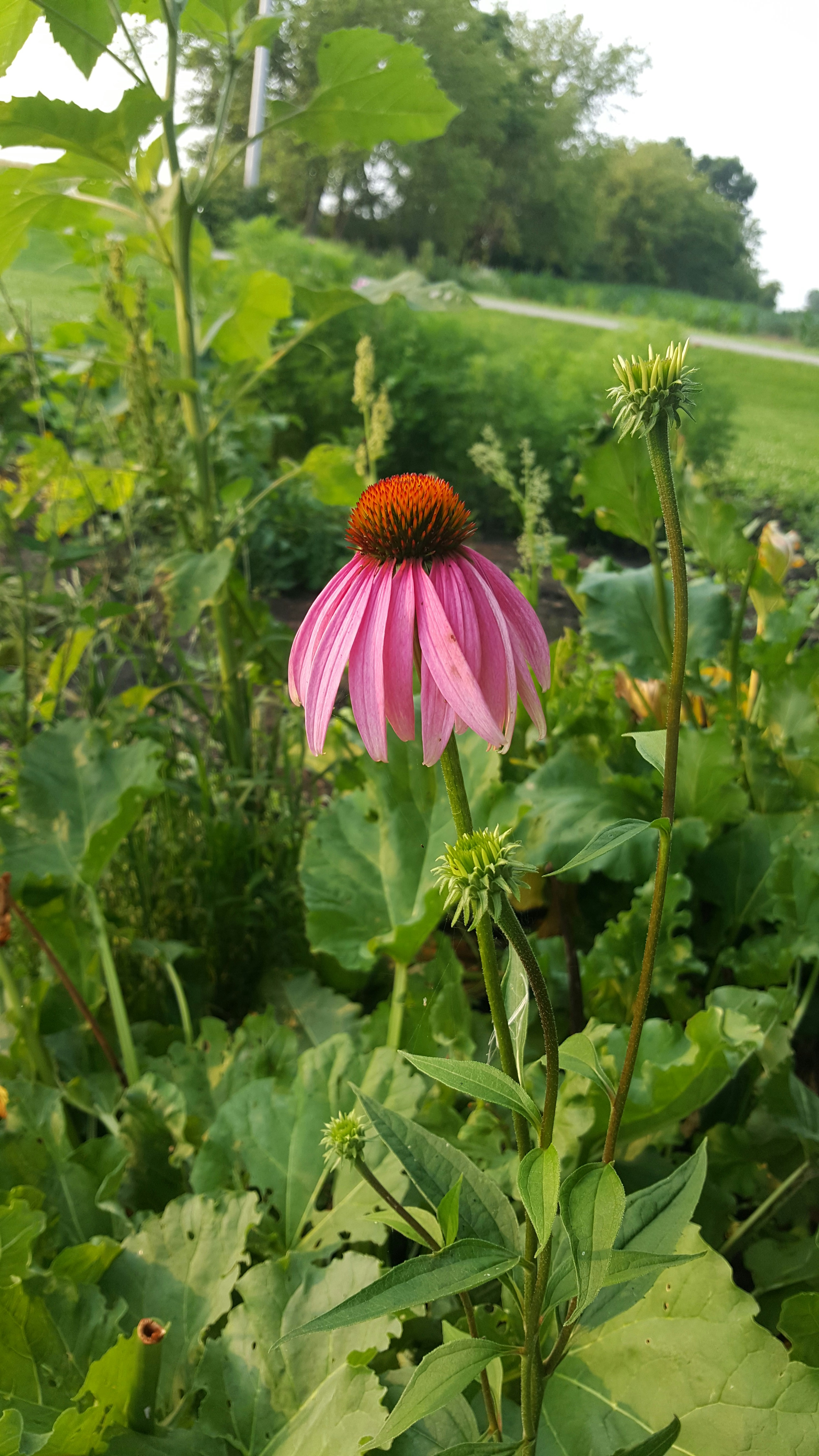 Close-up photograph of a pink Echinacea cone flower with a brown center, standing among lush green leaves in a garden.
