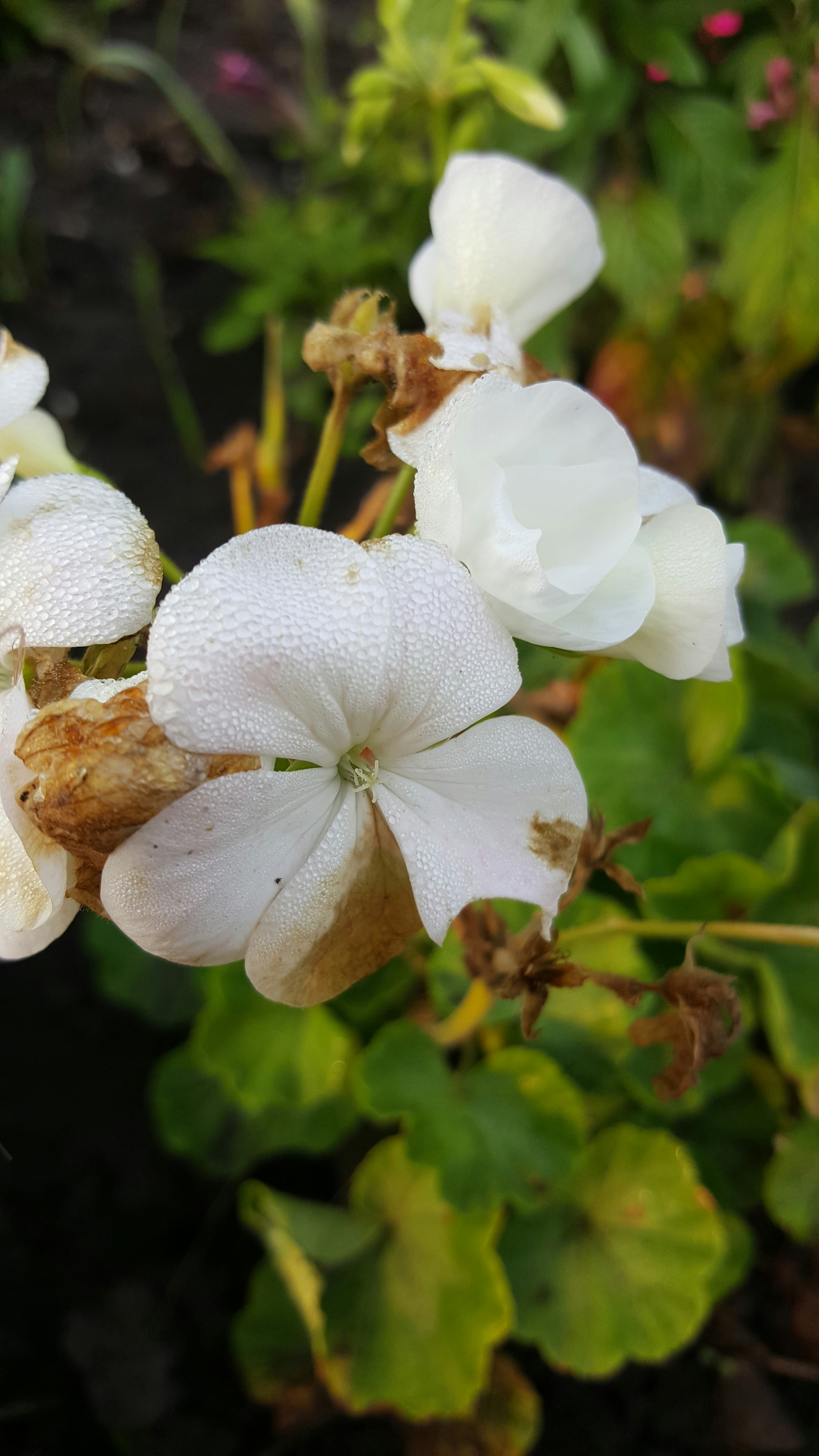 a close up of white flowers