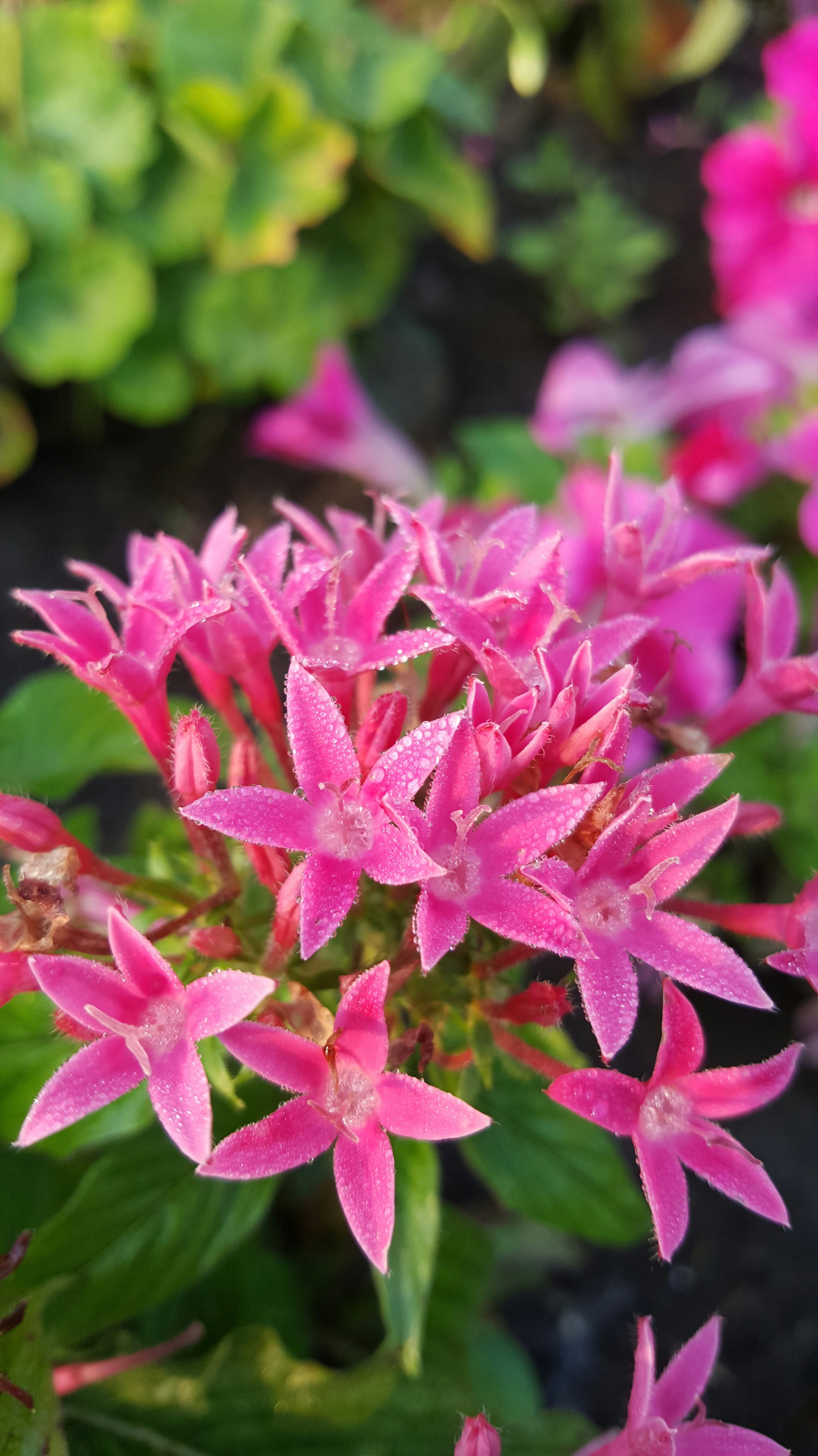 Cluster of vibrant pink flowers adorned with droplets of dew, set against a blurred green backdrop.