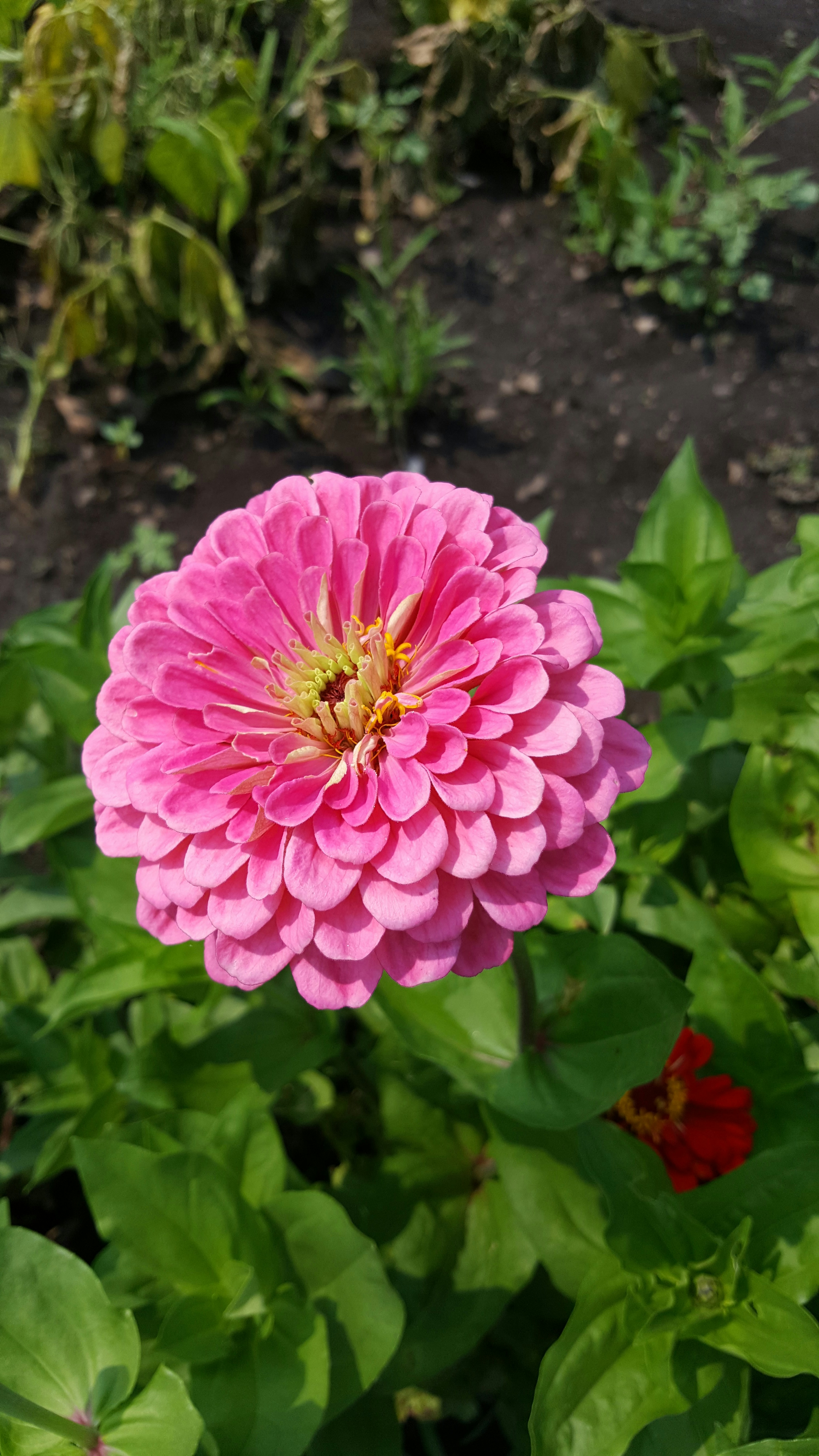 Macro photograph of a vibrant pink dahlia blooming among green garden foliage.