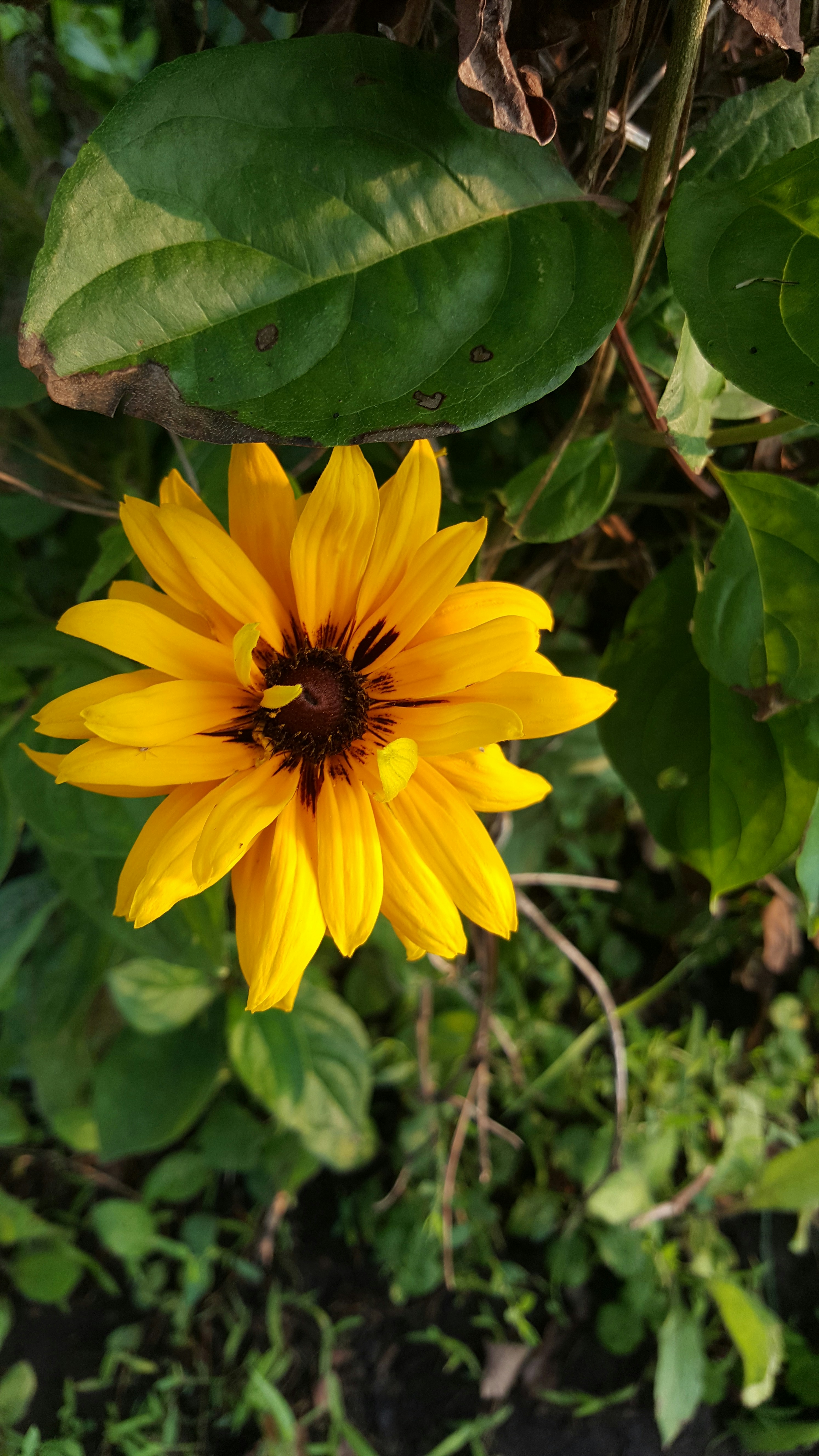 Vibrant yellow sunflower surrounded by lush green foliage, showcasing nature's brilliance in a garden setting.