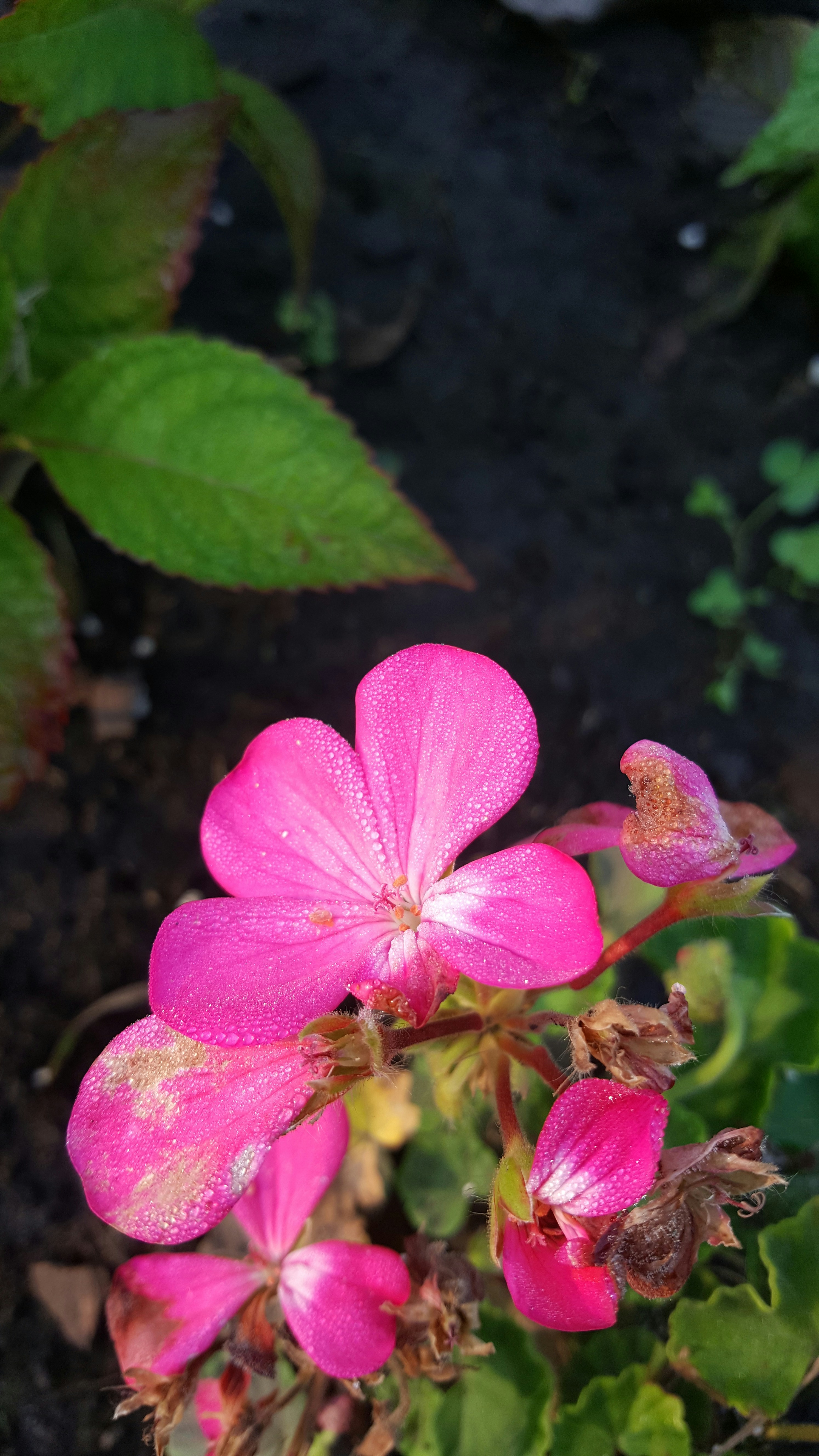 Vibrant pink geranium flowers adorned with droplets of water, set against a lush green backdrop. Captures the essence of morning freshness.