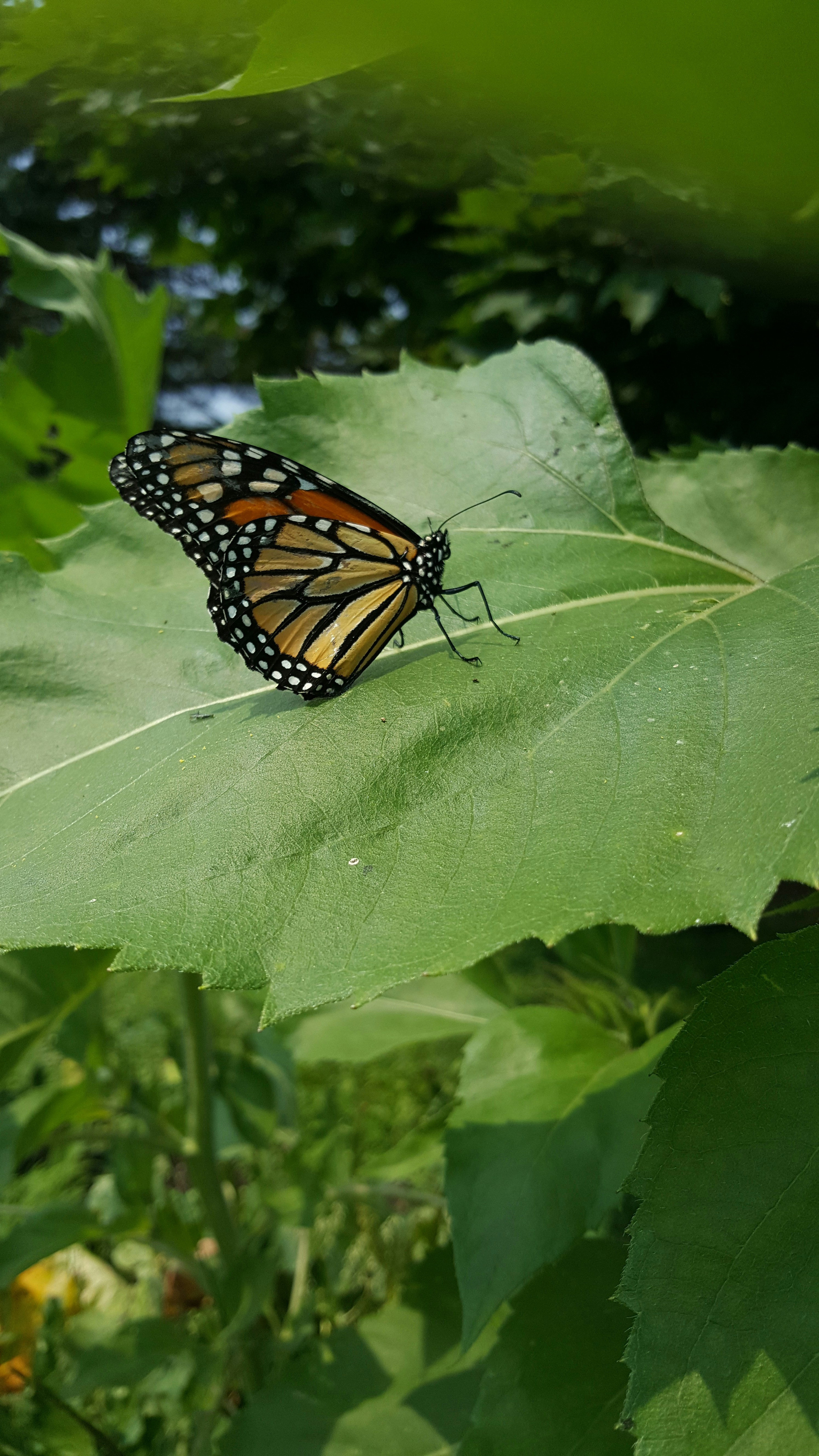 A Monarch butterfly perched delicately on a vibrant green leaf, showcasing its intricate wing patterns and colors.